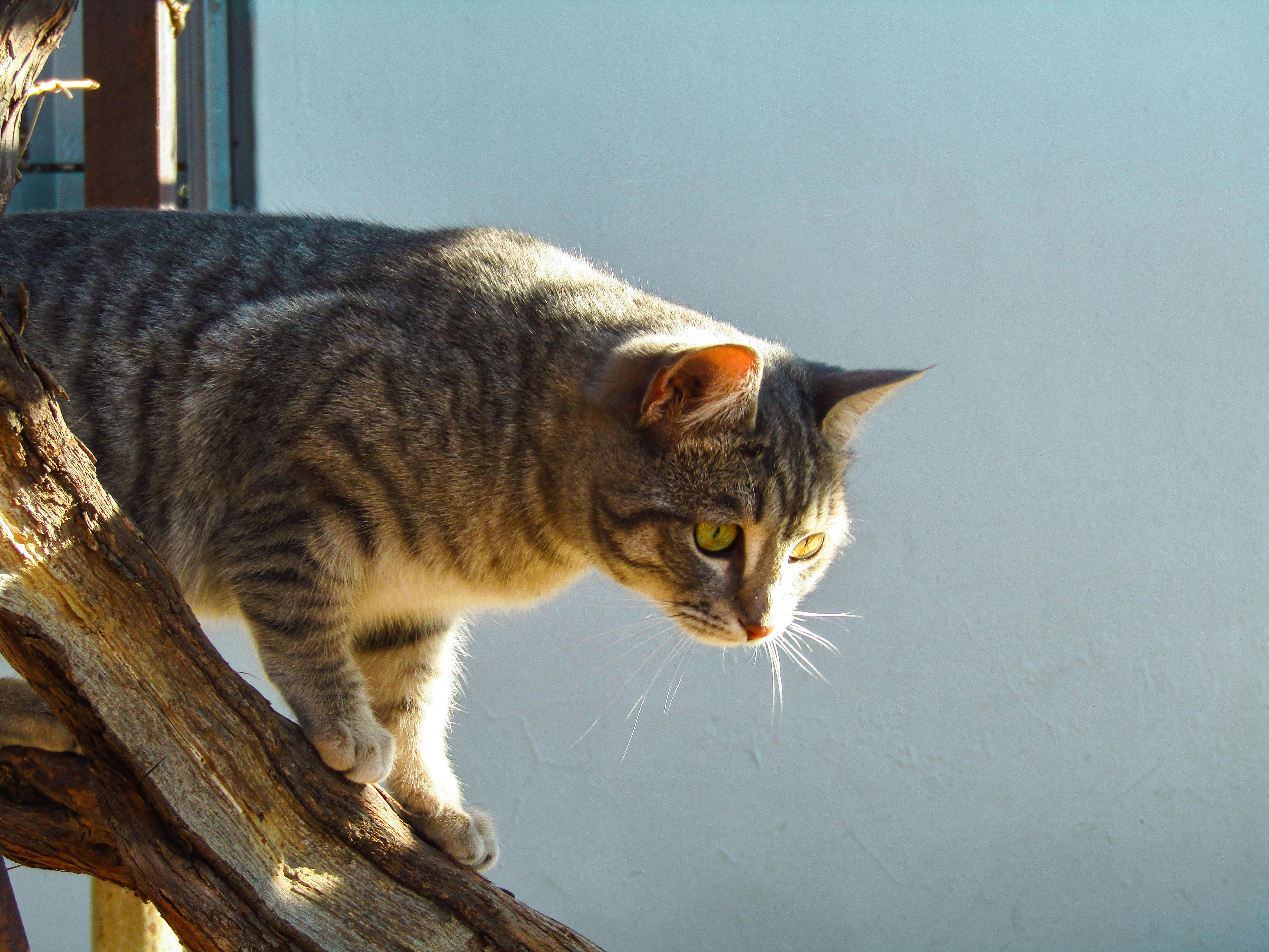 Close-Up Shot of a Tabby Cat on a Tree Branch · Free Stock Photo