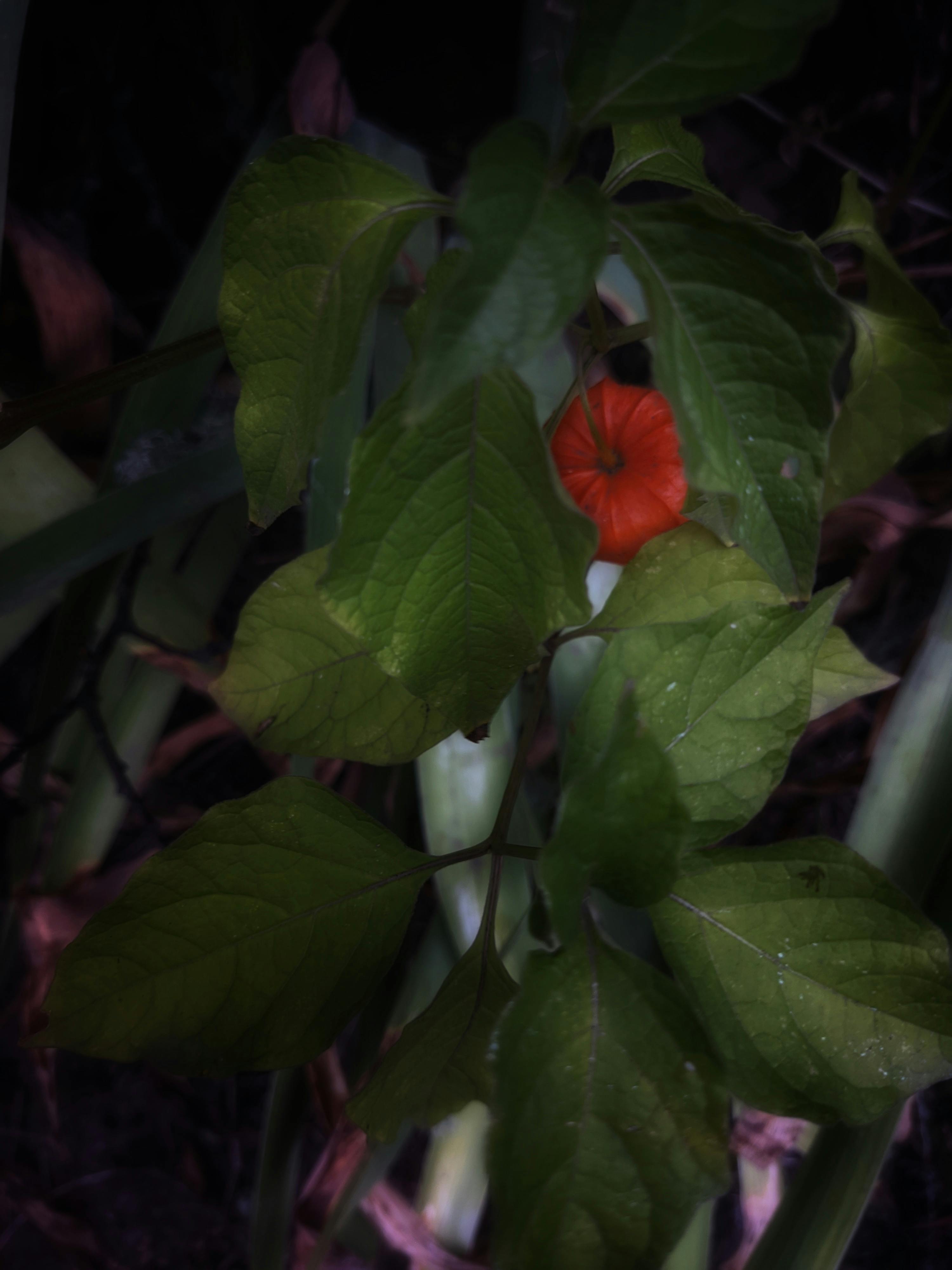 ВПС 13 Photos & Videos Collected by Ally Ross