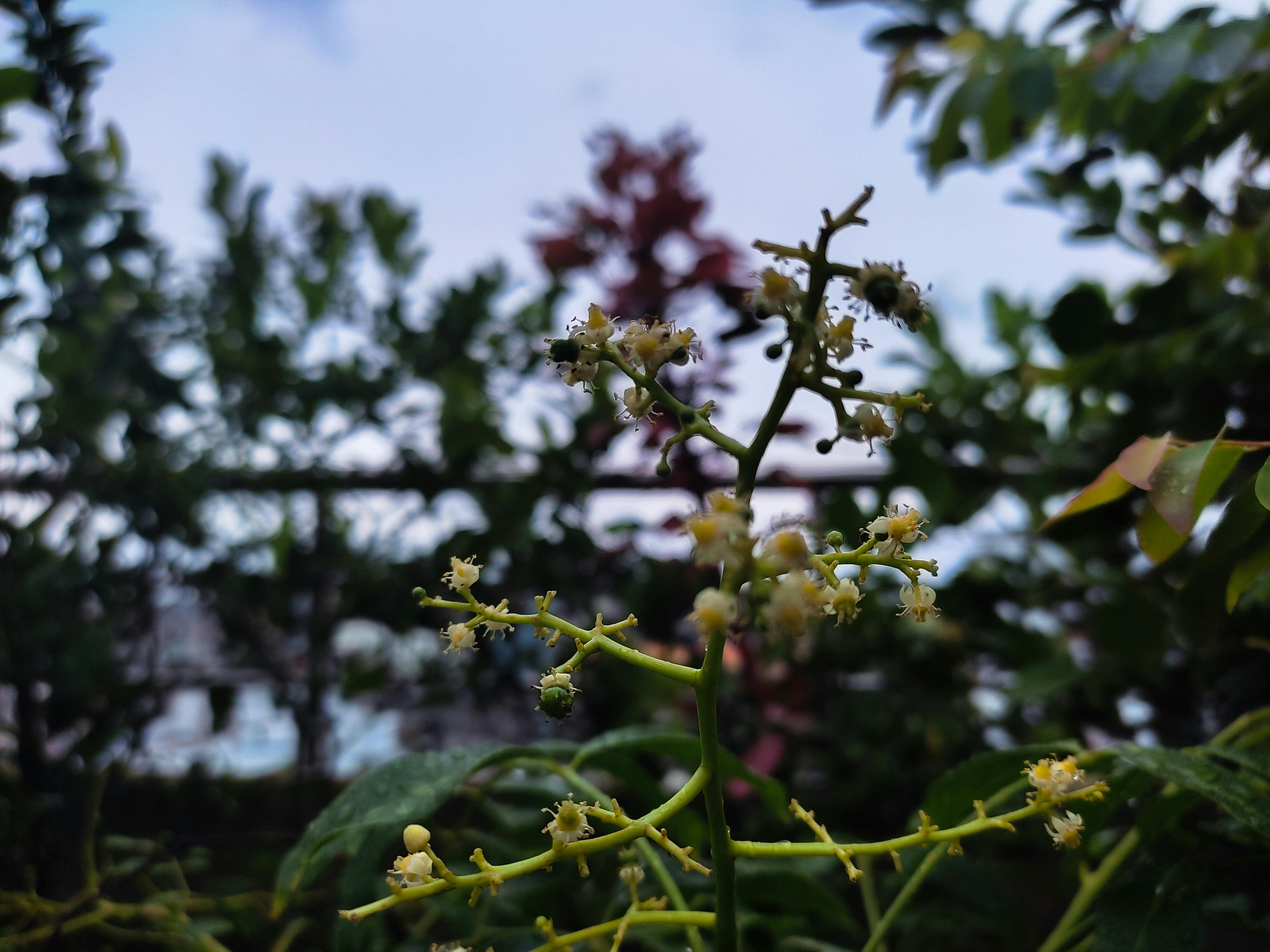 Vaskor Dhrubo - 写真