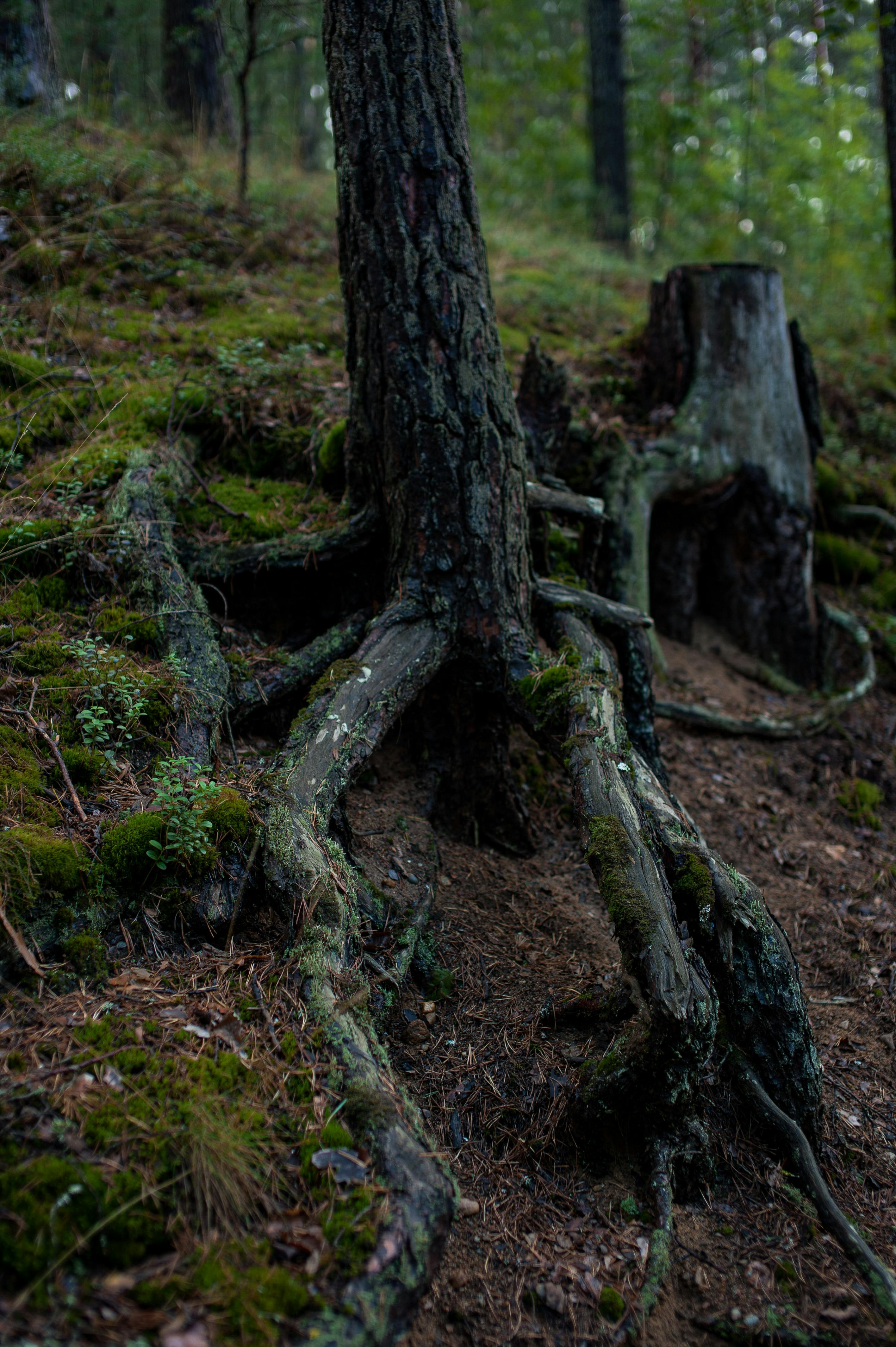 Roots of Tree in Forest · Free Stock Photo