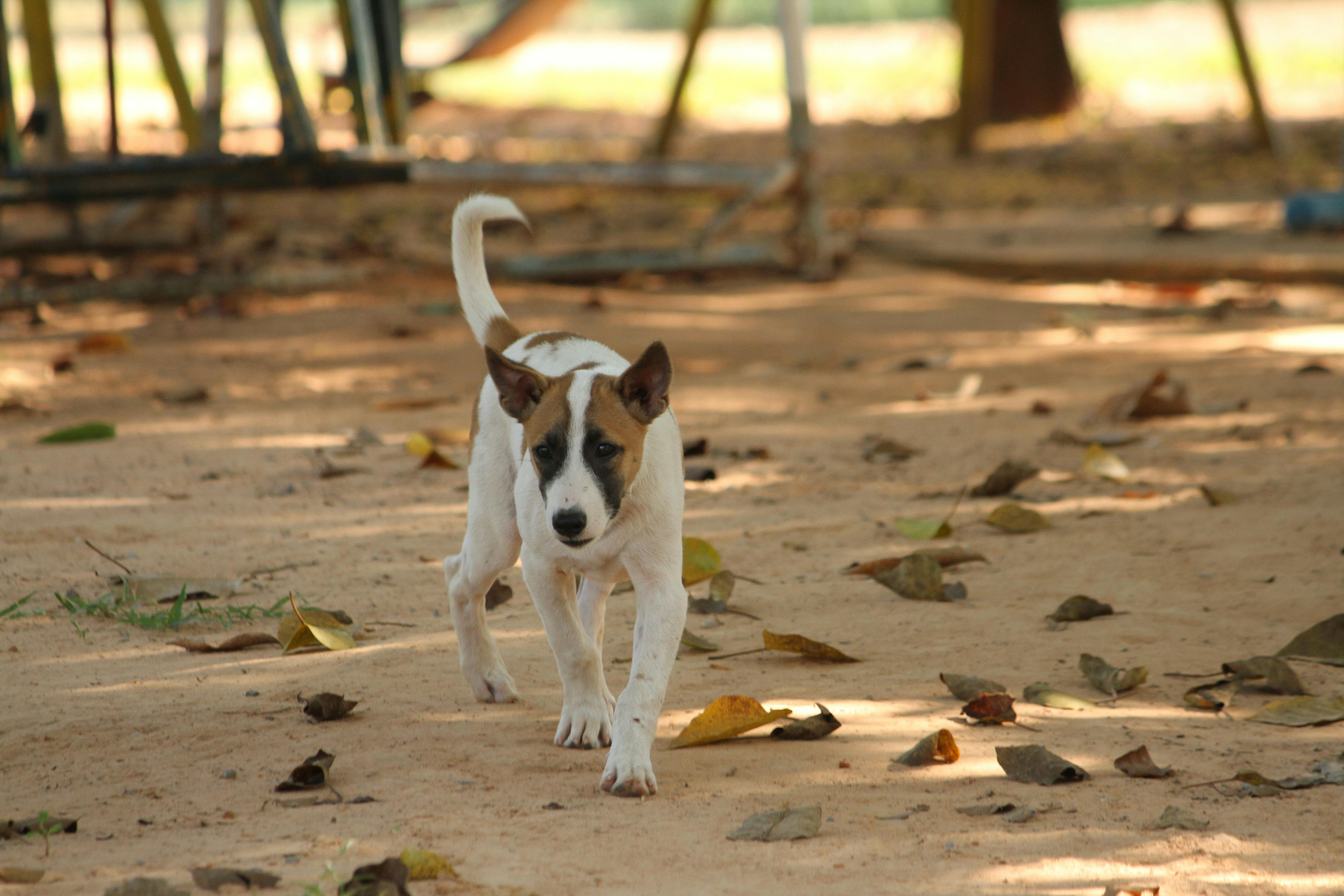 Photo of a Short Coated Dog · Free Stock Photo