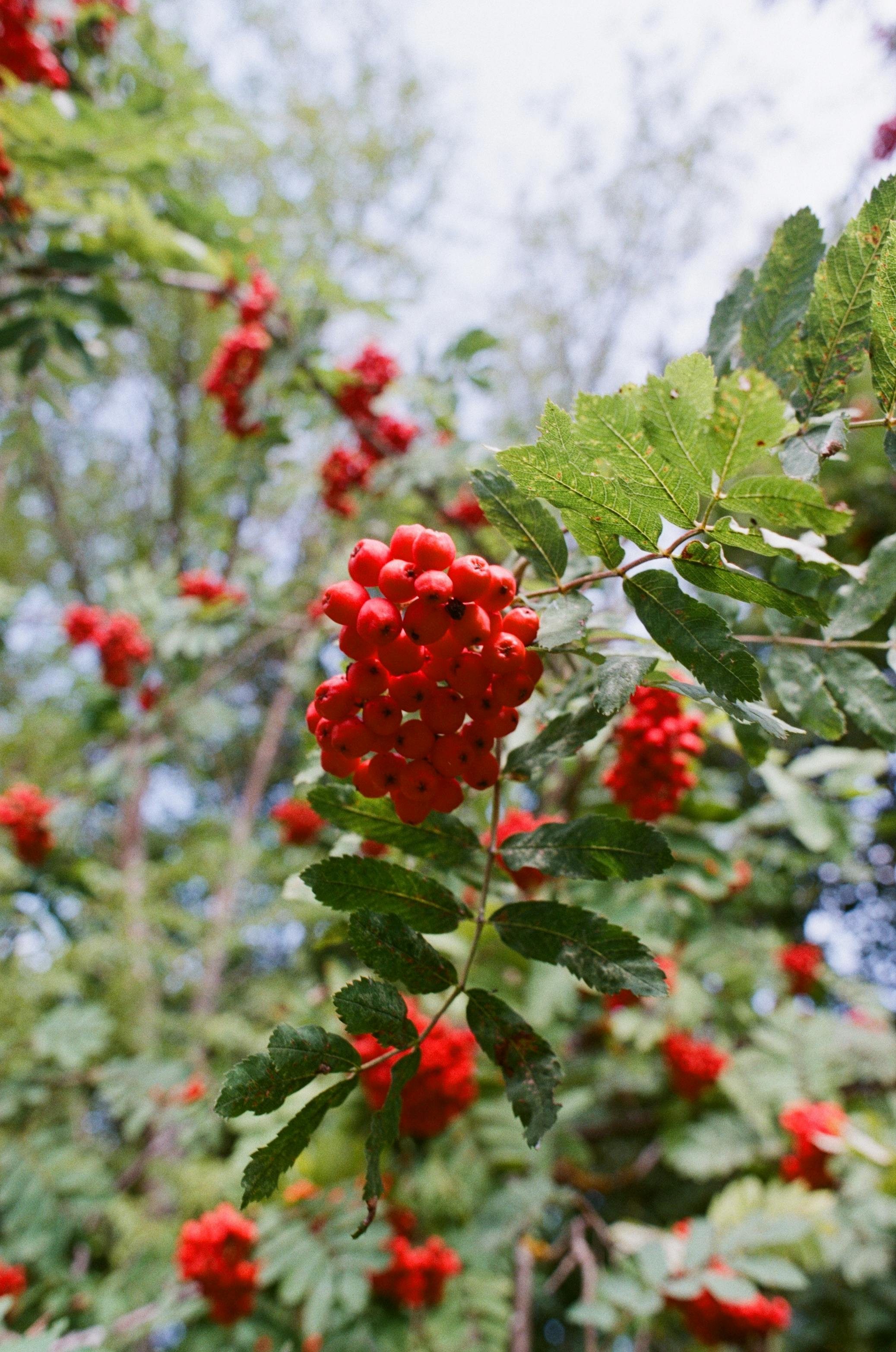 Close-up of Red Fruits of Green Plants · Free Stock Photo