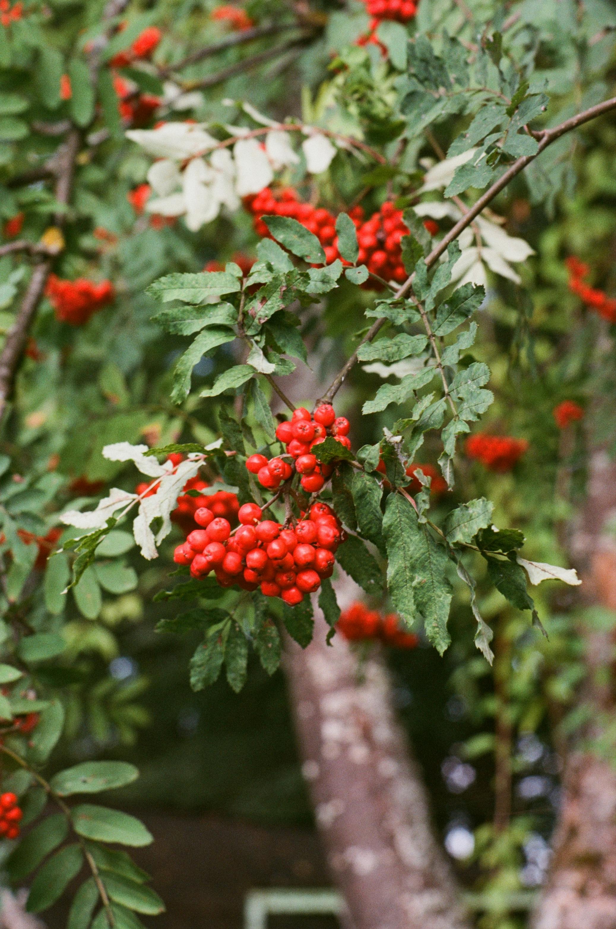 Red Rowan Fruits on Green Plant · Free Stock Photo