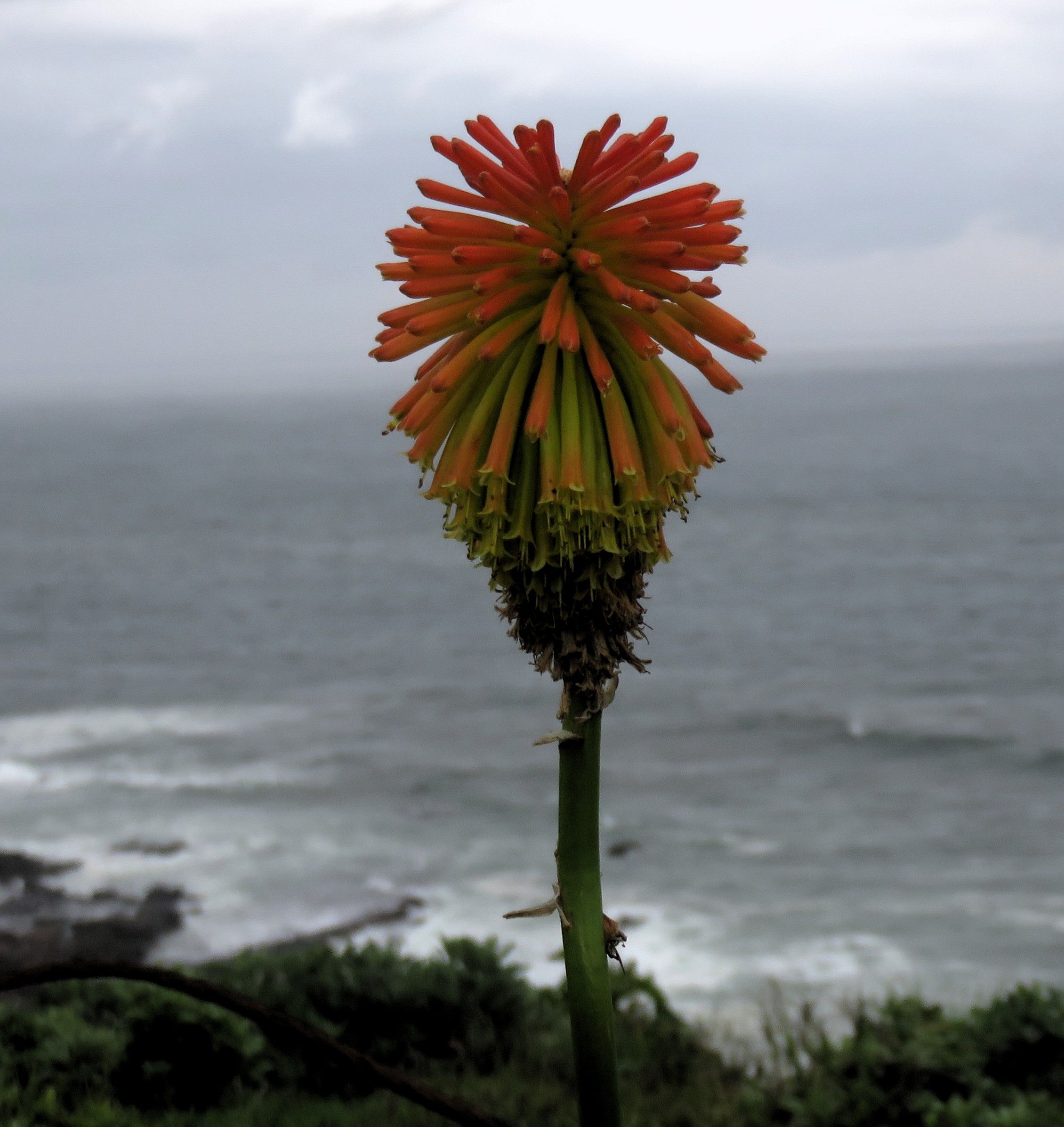 Mike Brassil - 写真