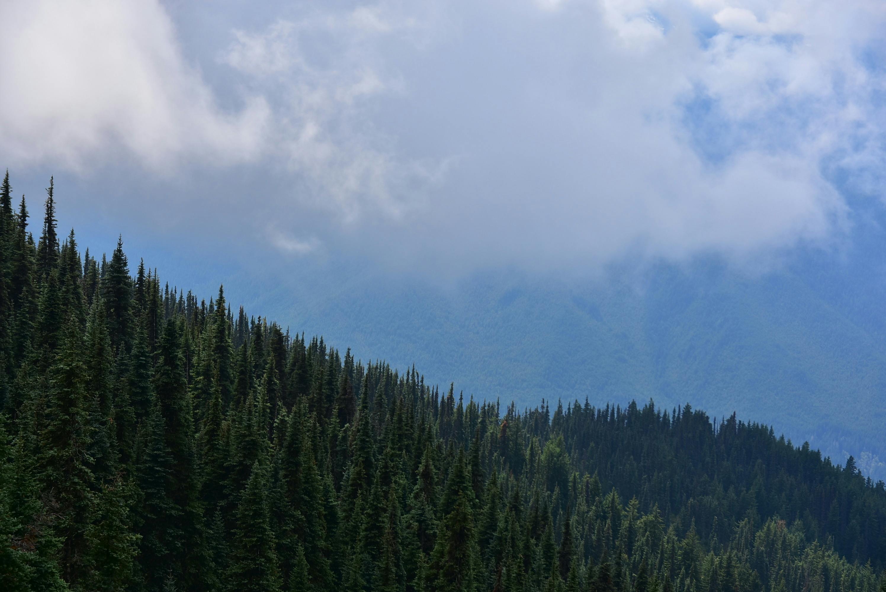 Top View of Forest · Free Stock Photo