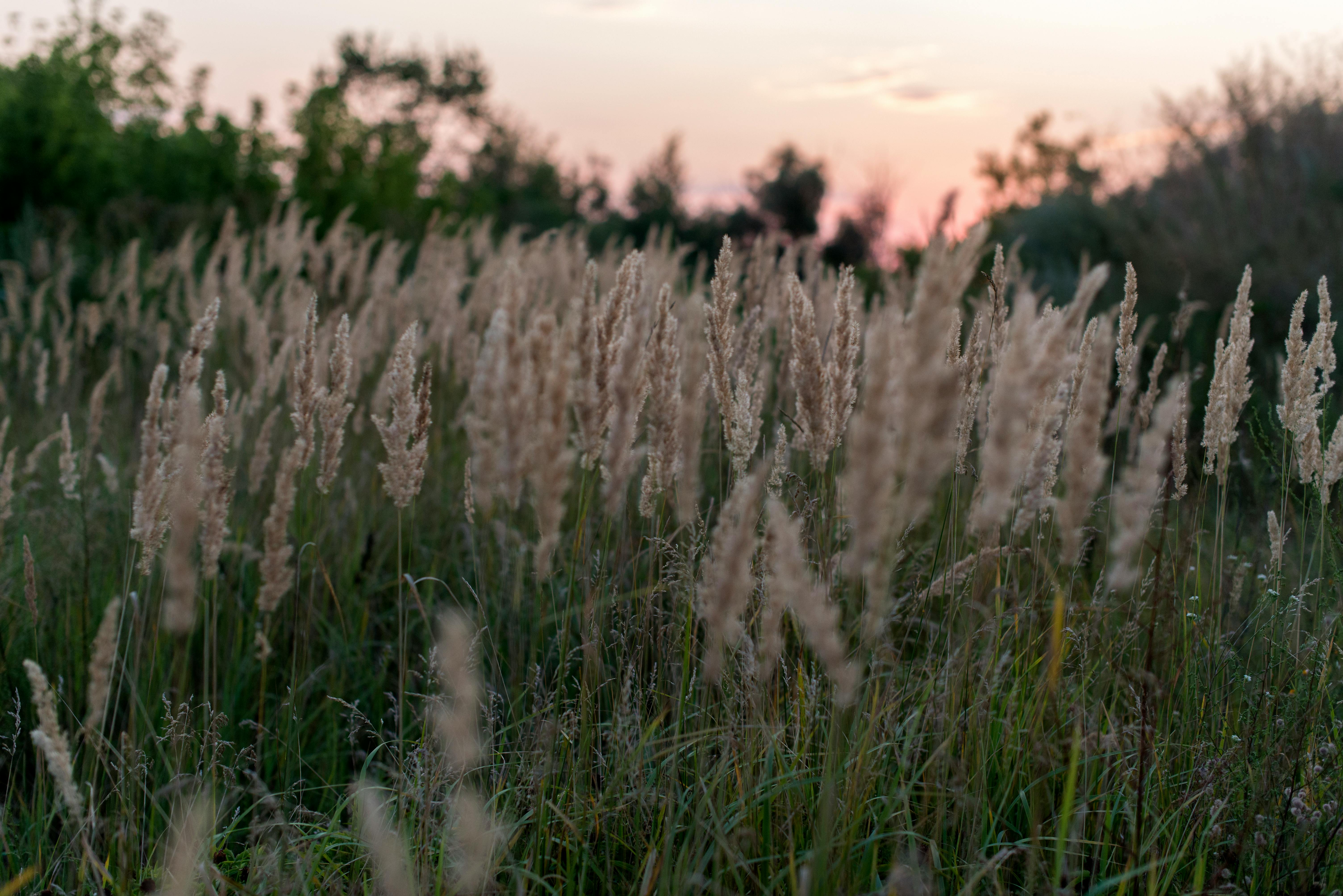 Close-up of Plants in a Field · Free Stock Photo