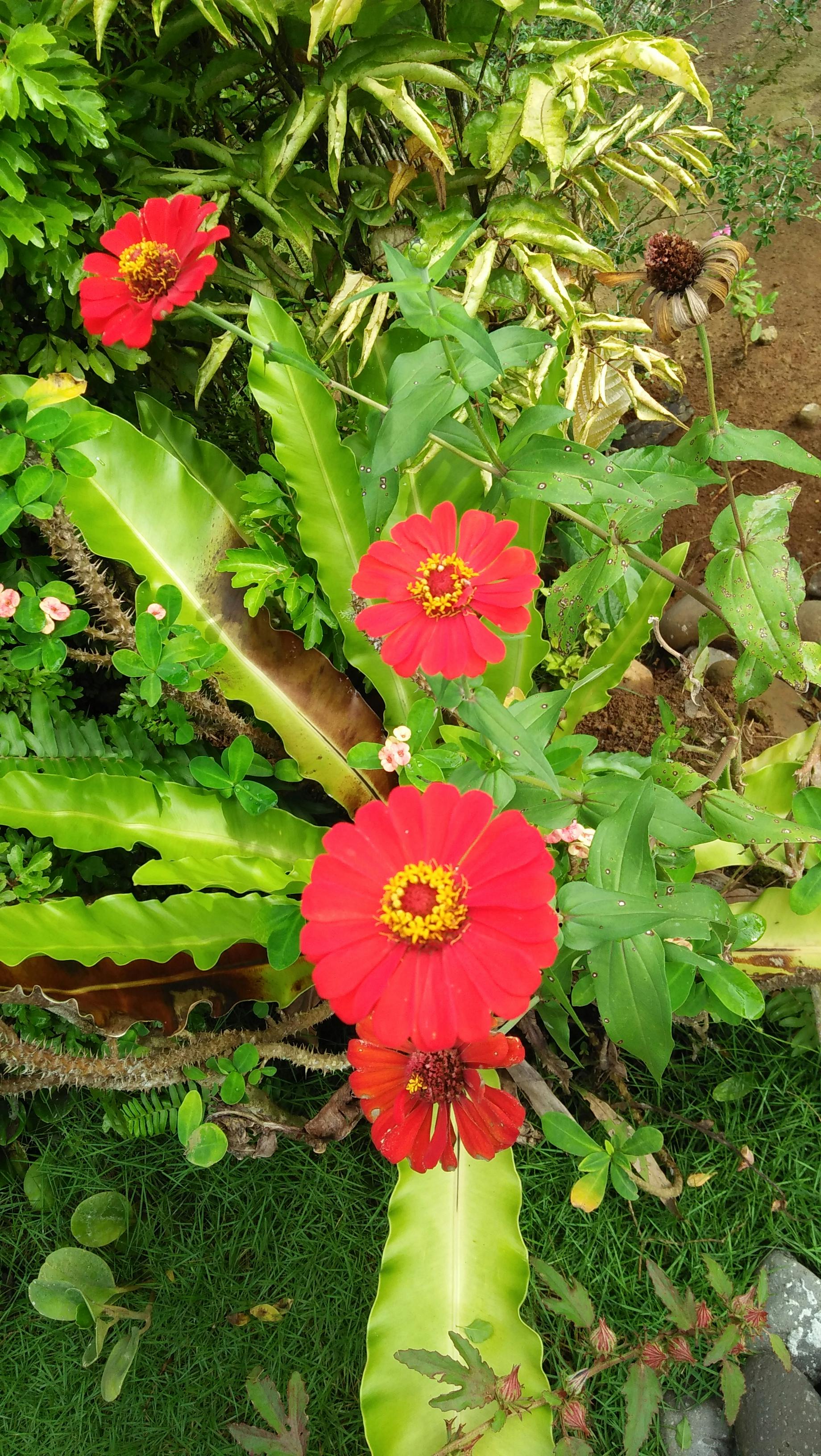 Plants 7 Photos & Videos Collected by MAY VARGAS