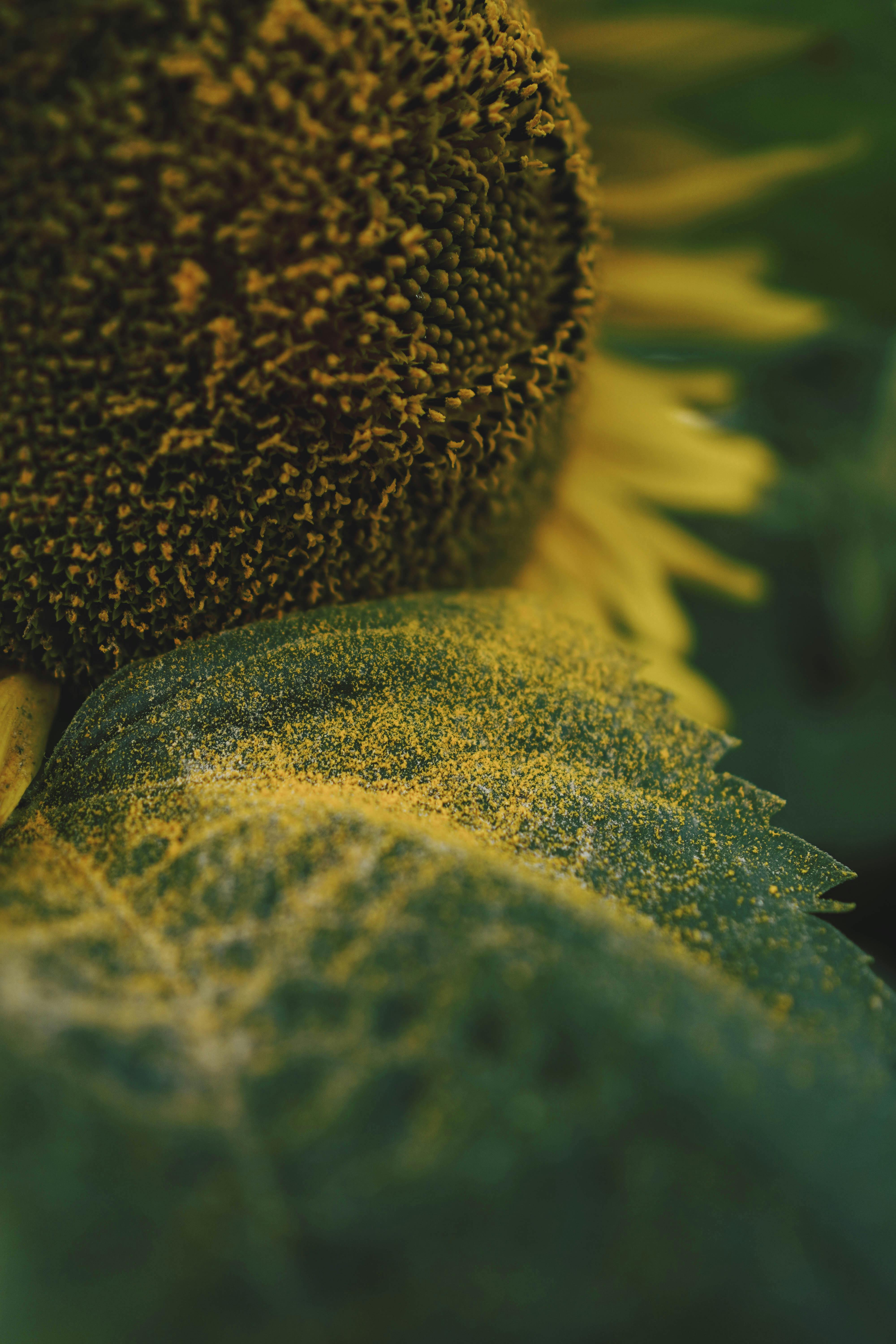 A Sunflower and Its Disk Florets · Free Stock Photo