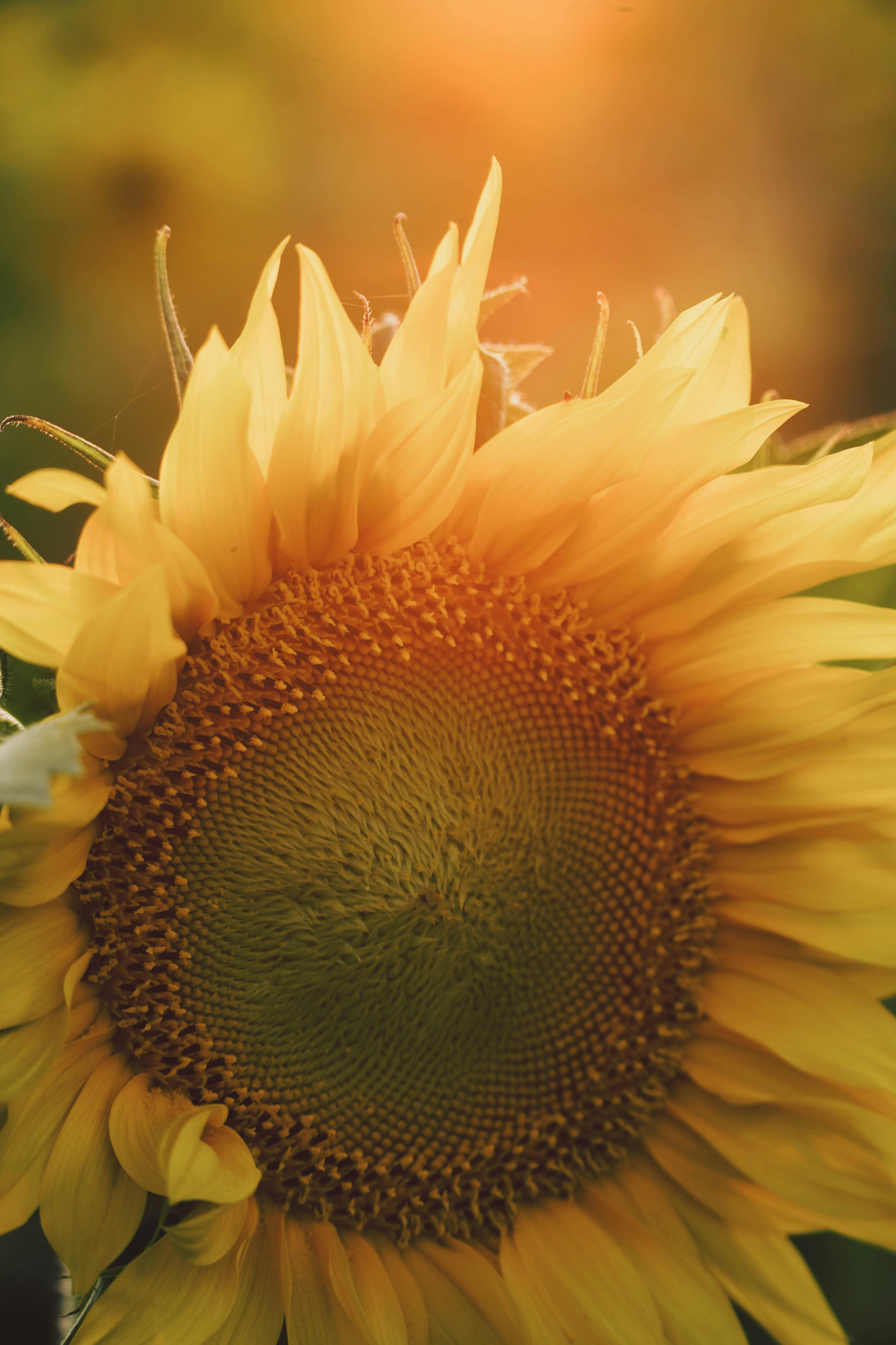 Bouquet of Colorful Flowers · Free Stock Photo