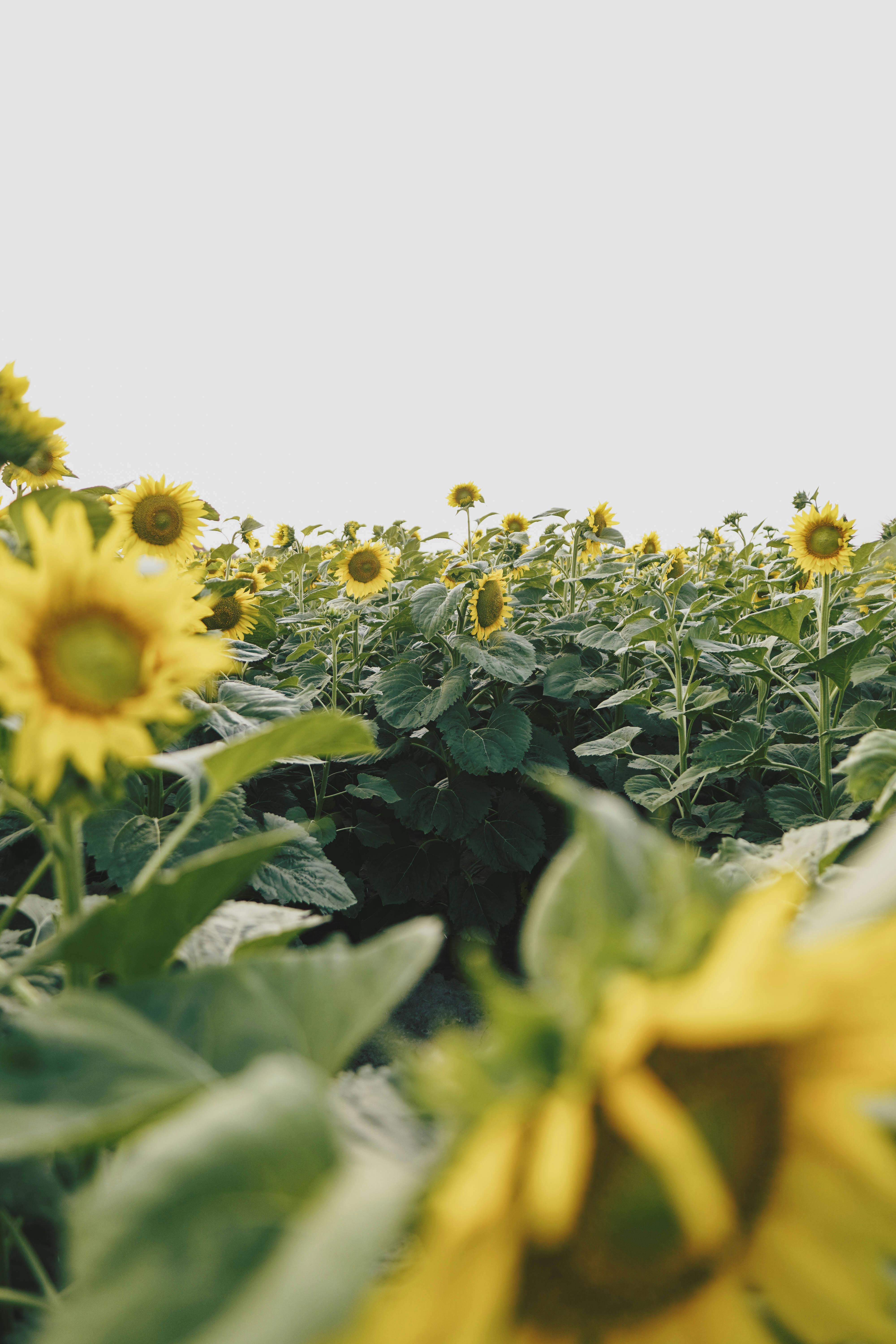 A Sunflower Field · Free Stock Photo