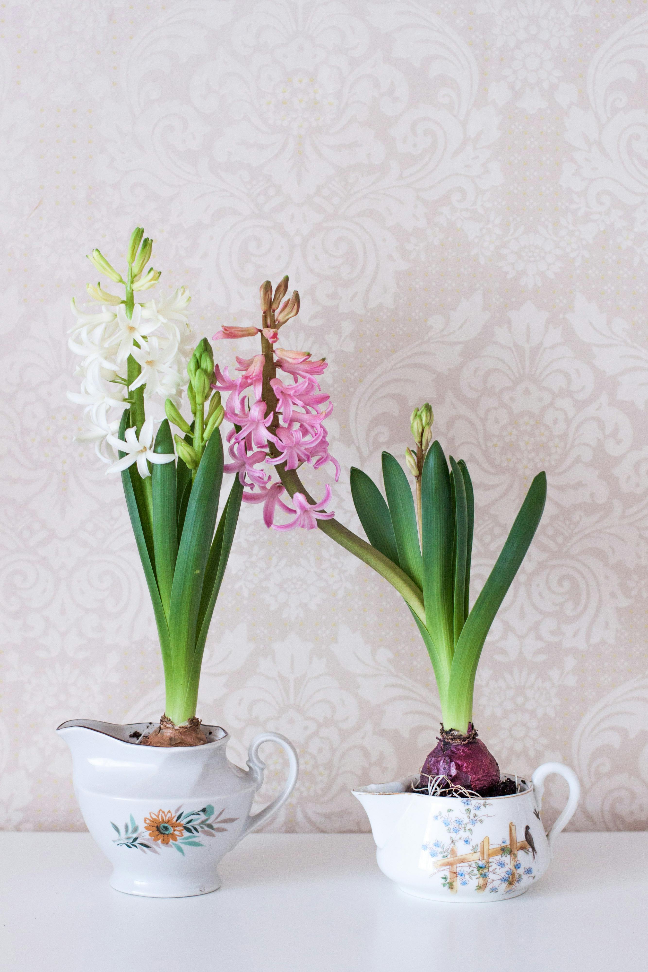 Flowers Bloom Gi Photos, Download The BEST Free Flowers Bloom Gi Stock ...