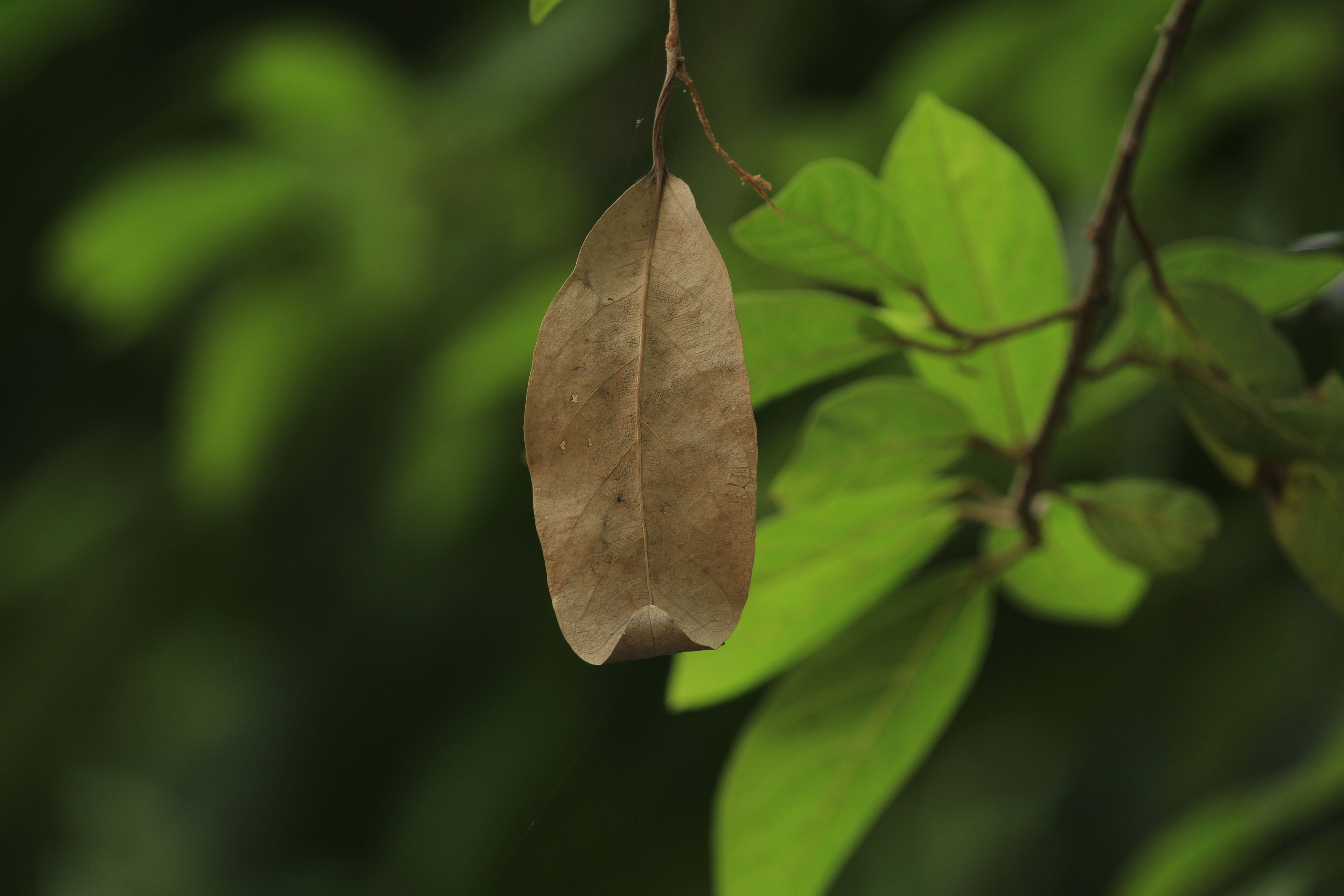 Dry Leaf on a Stem · Free Stock Photo