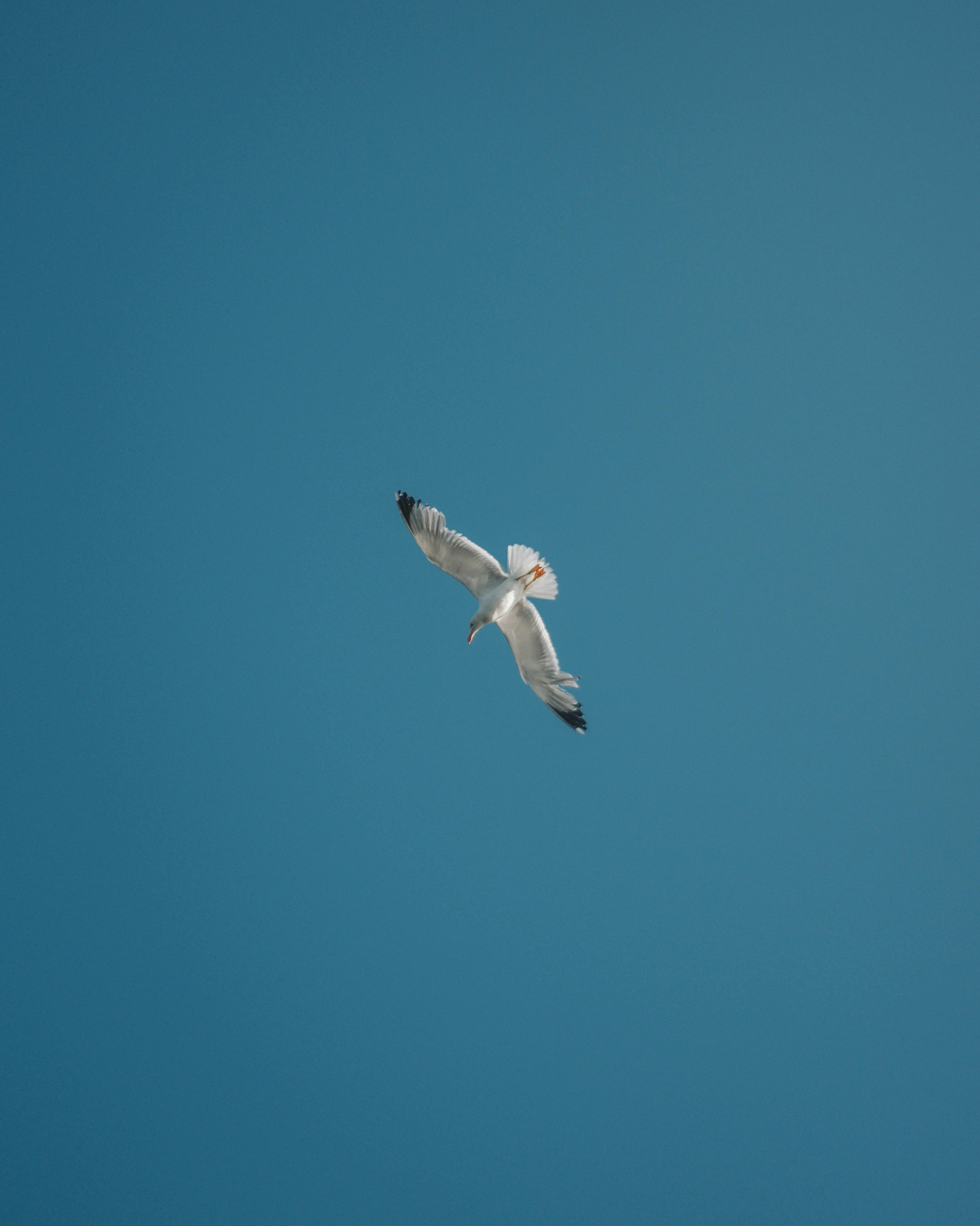 Birds Flying on Clear Sky · Free Stock Photo