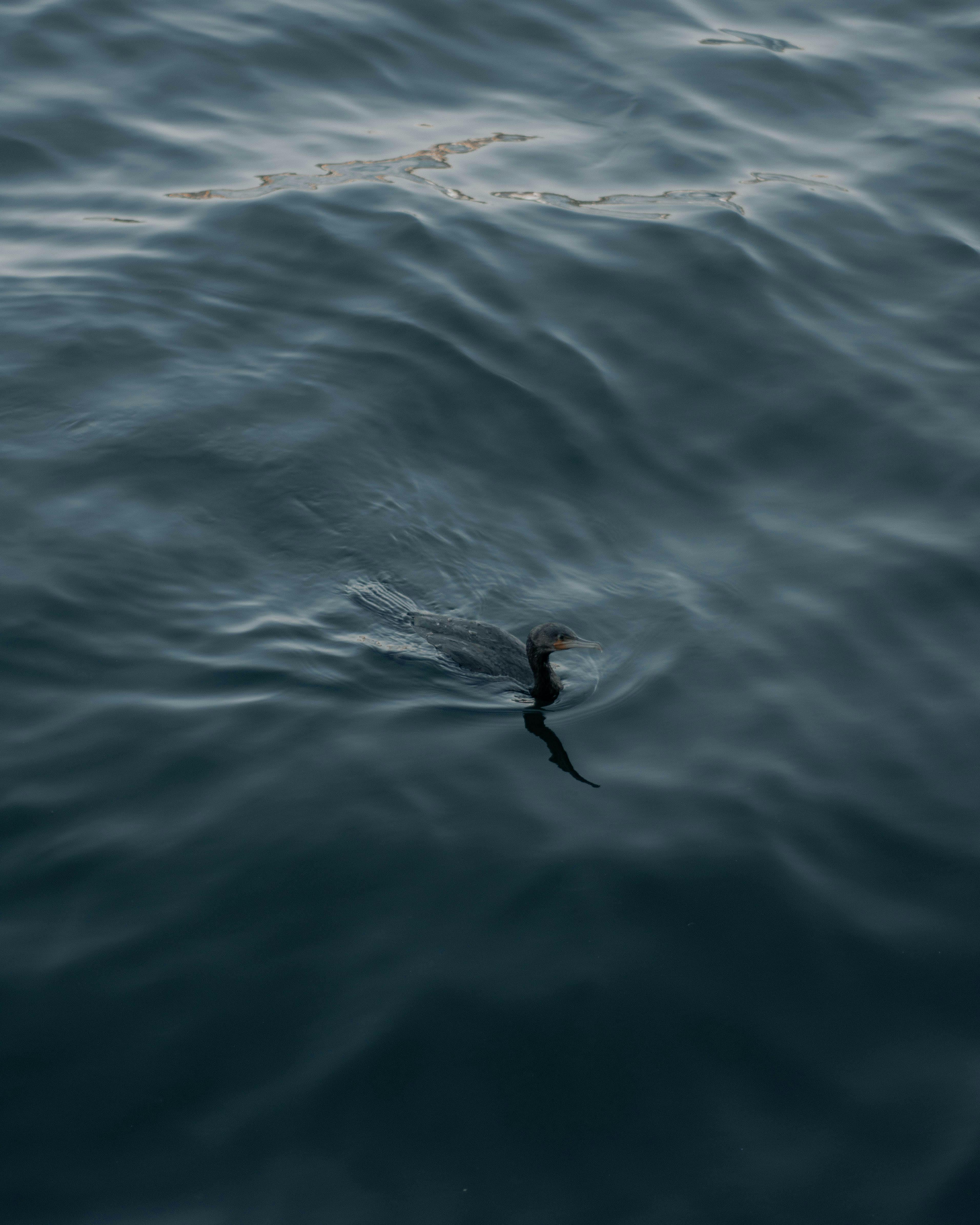 Fish Swimming in Water · Free Stock Photo