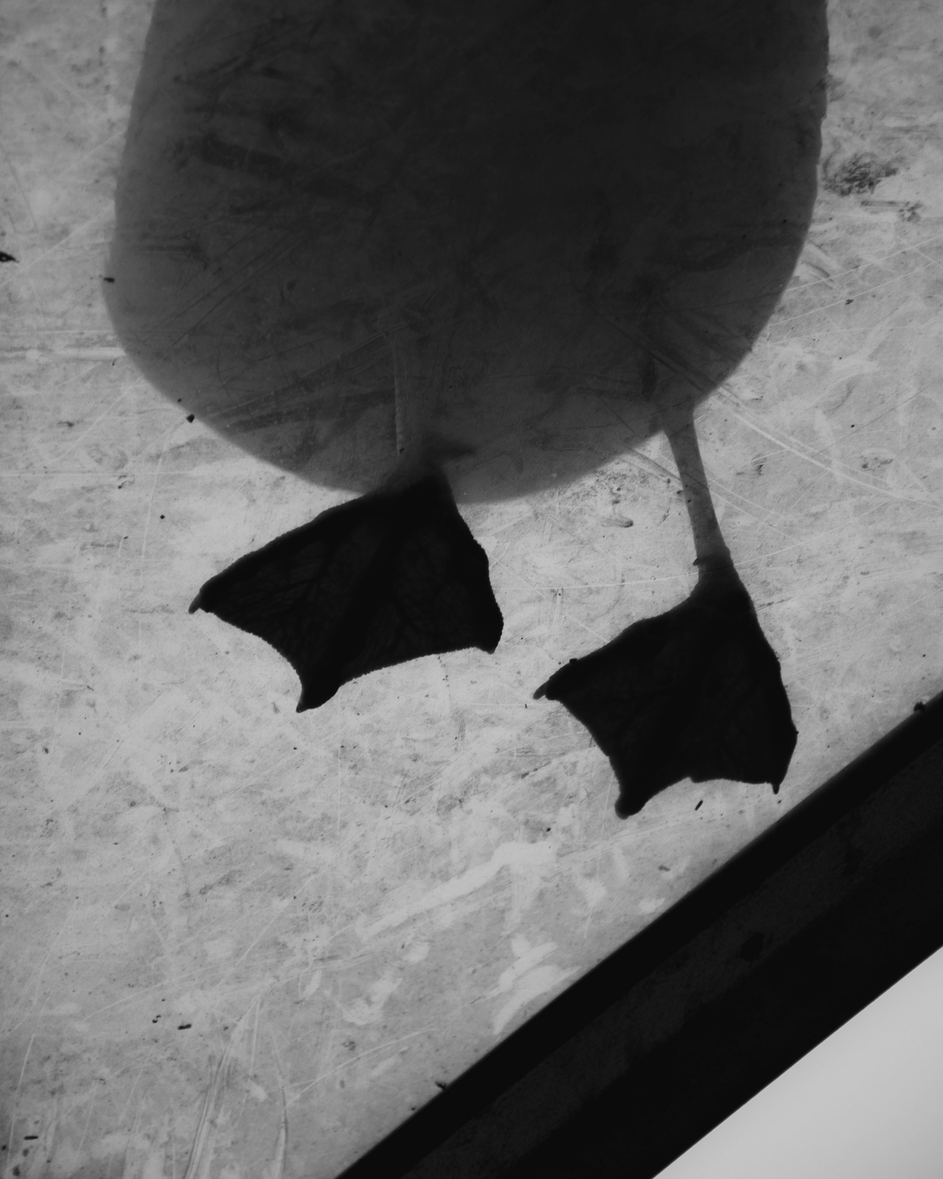 Black and White Photo of a Fin · Free Stock Photo