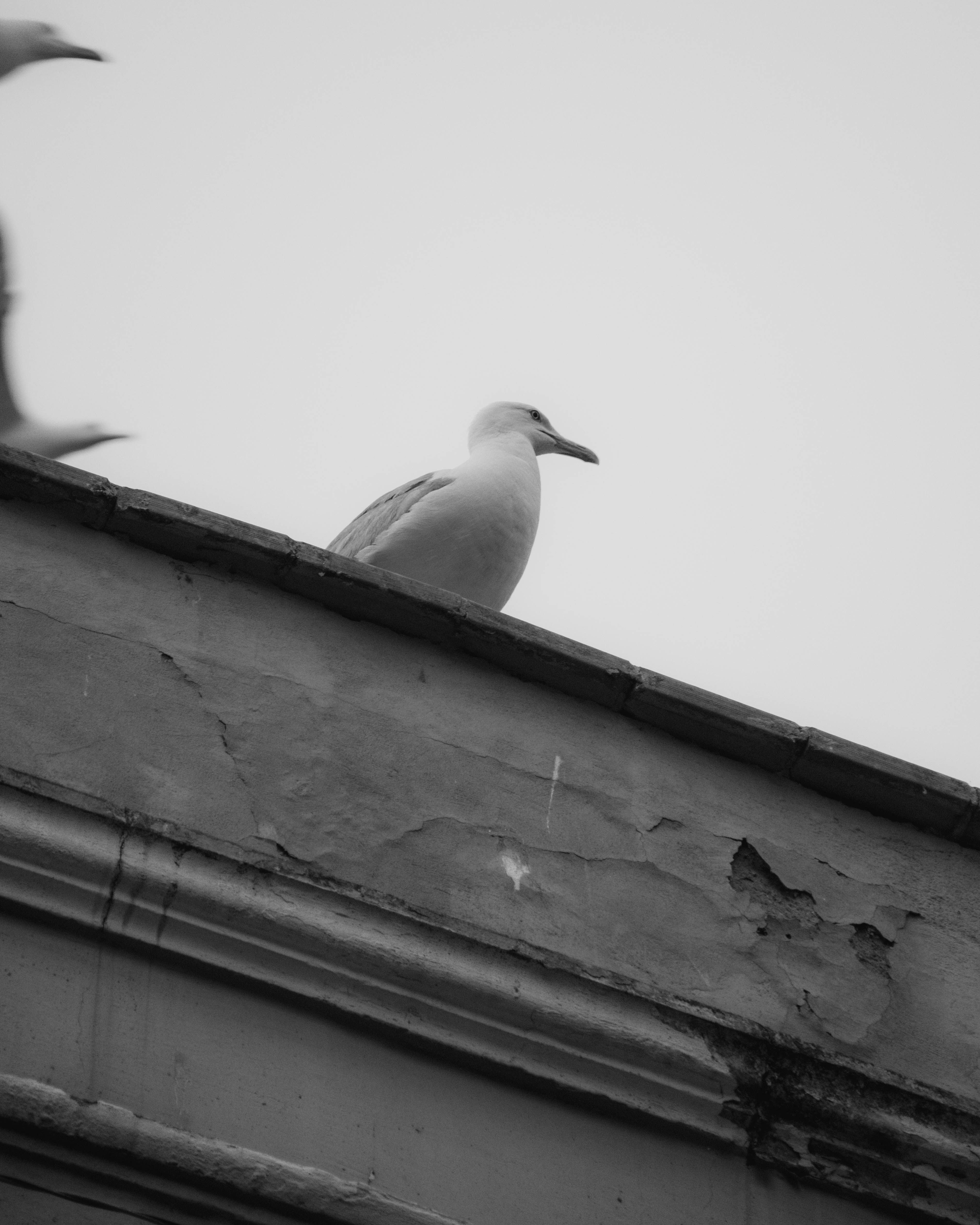 Man Watching Bird · Free Stock Photo