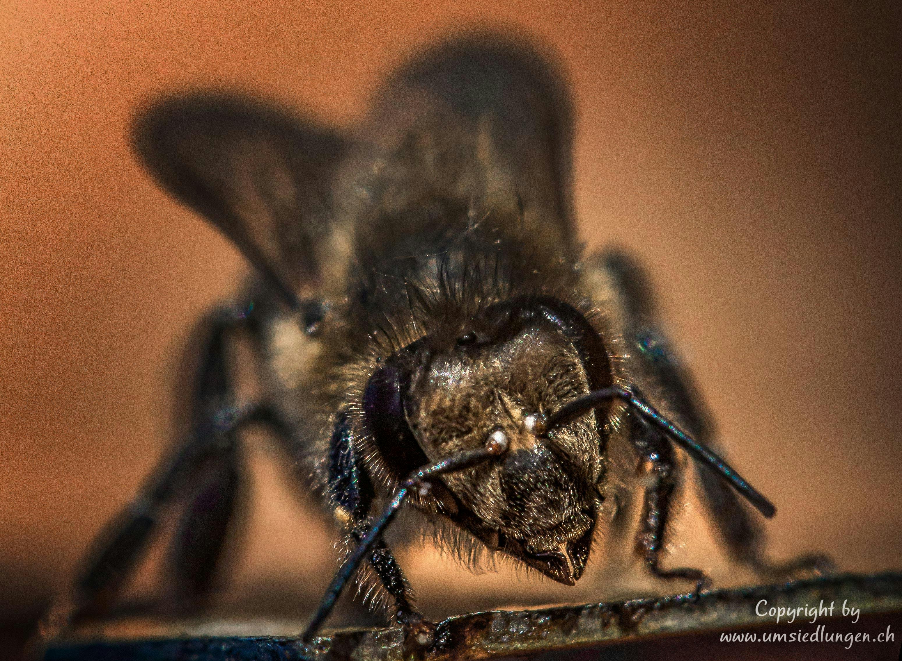 Foto de stock gratuita sobre abeja, abejas, animales