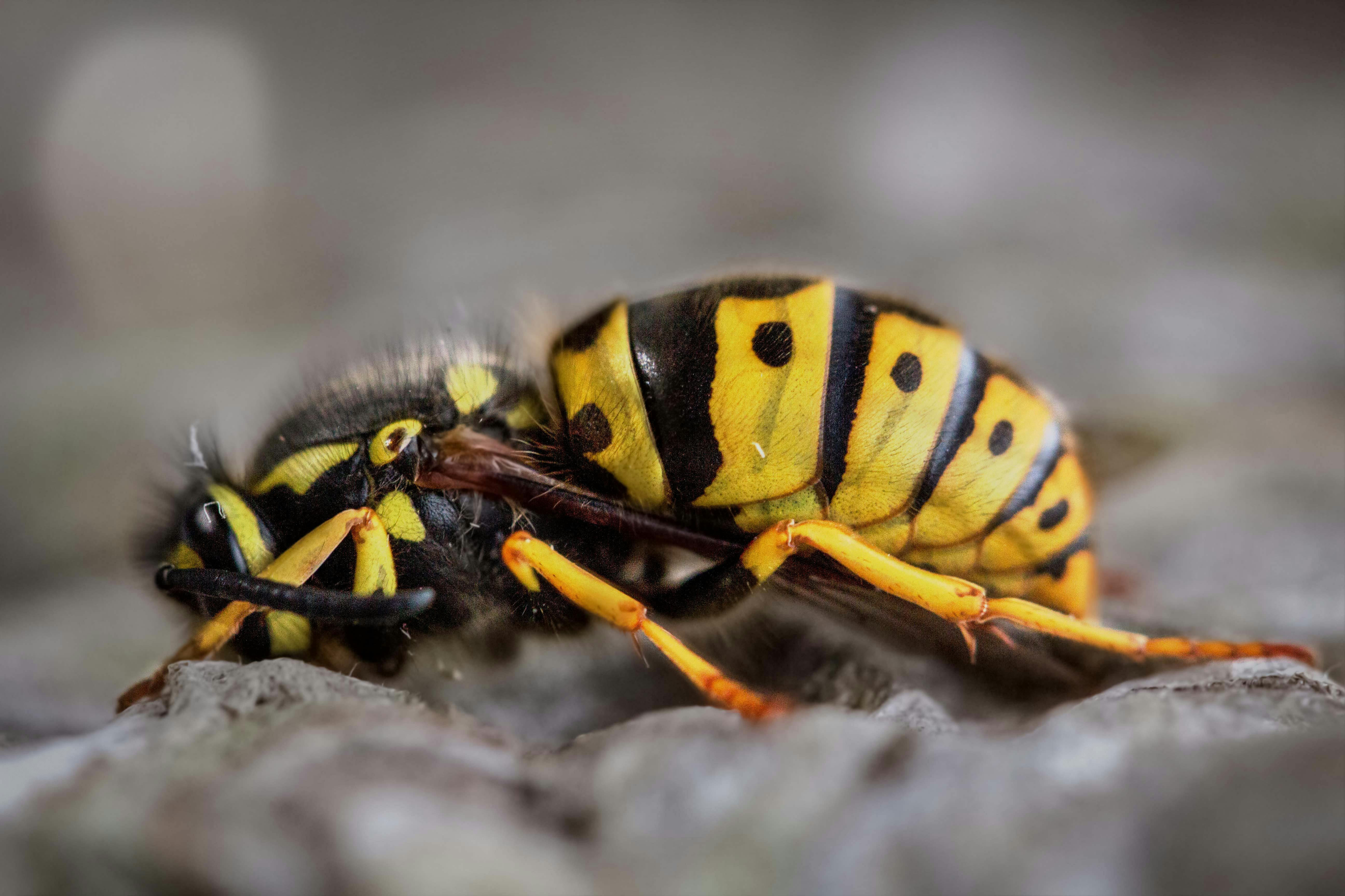 Gravid Yellow Jacket Wasp Close-up Photography · Free Stock Photo