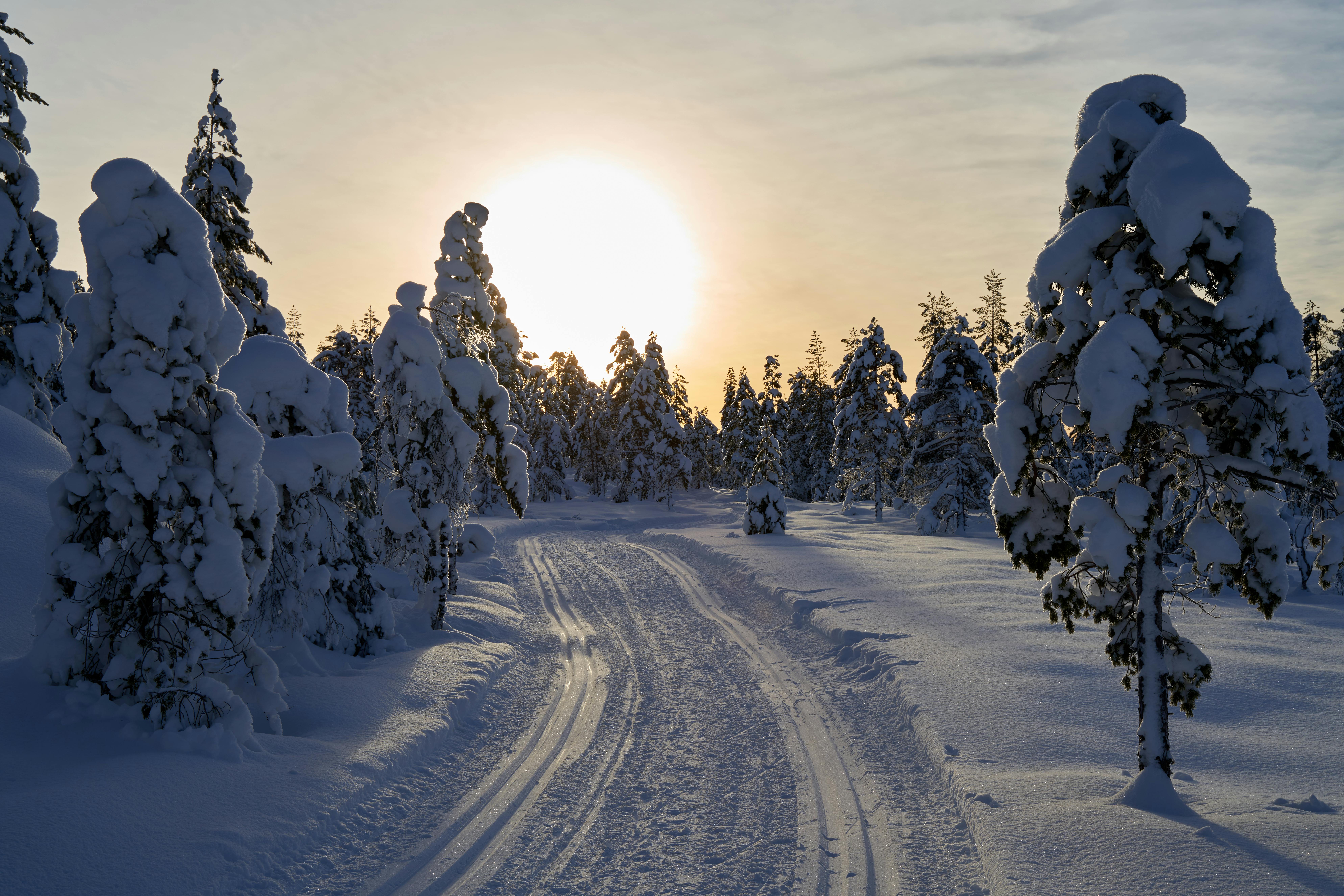 Pine Trees Covered with Snow during Sunset · Free Stock Photo