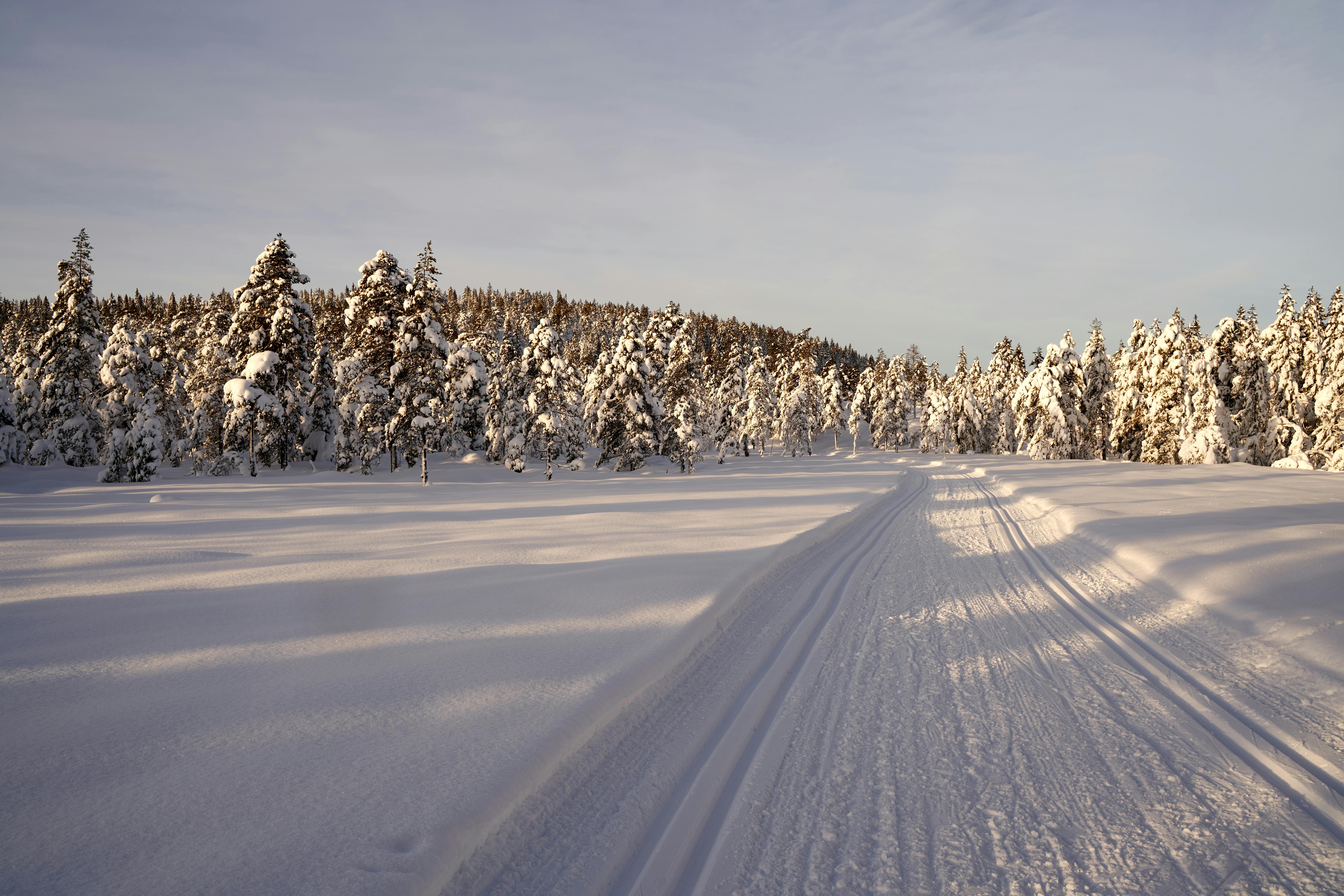 Snowy Road and Forest in Winter · Free Stock Photo