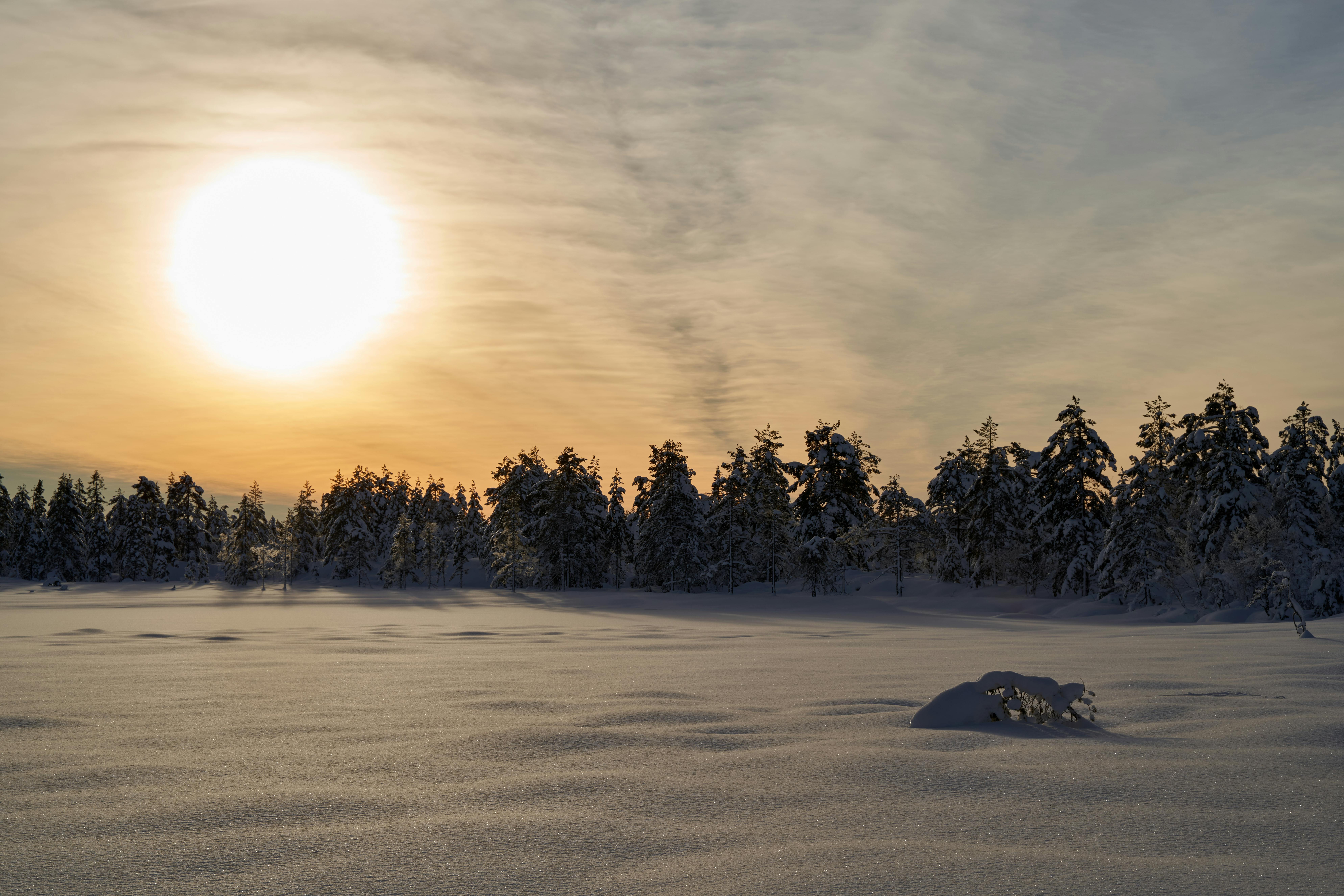 The Trees with Snow During Sunset · Free Stock Photo