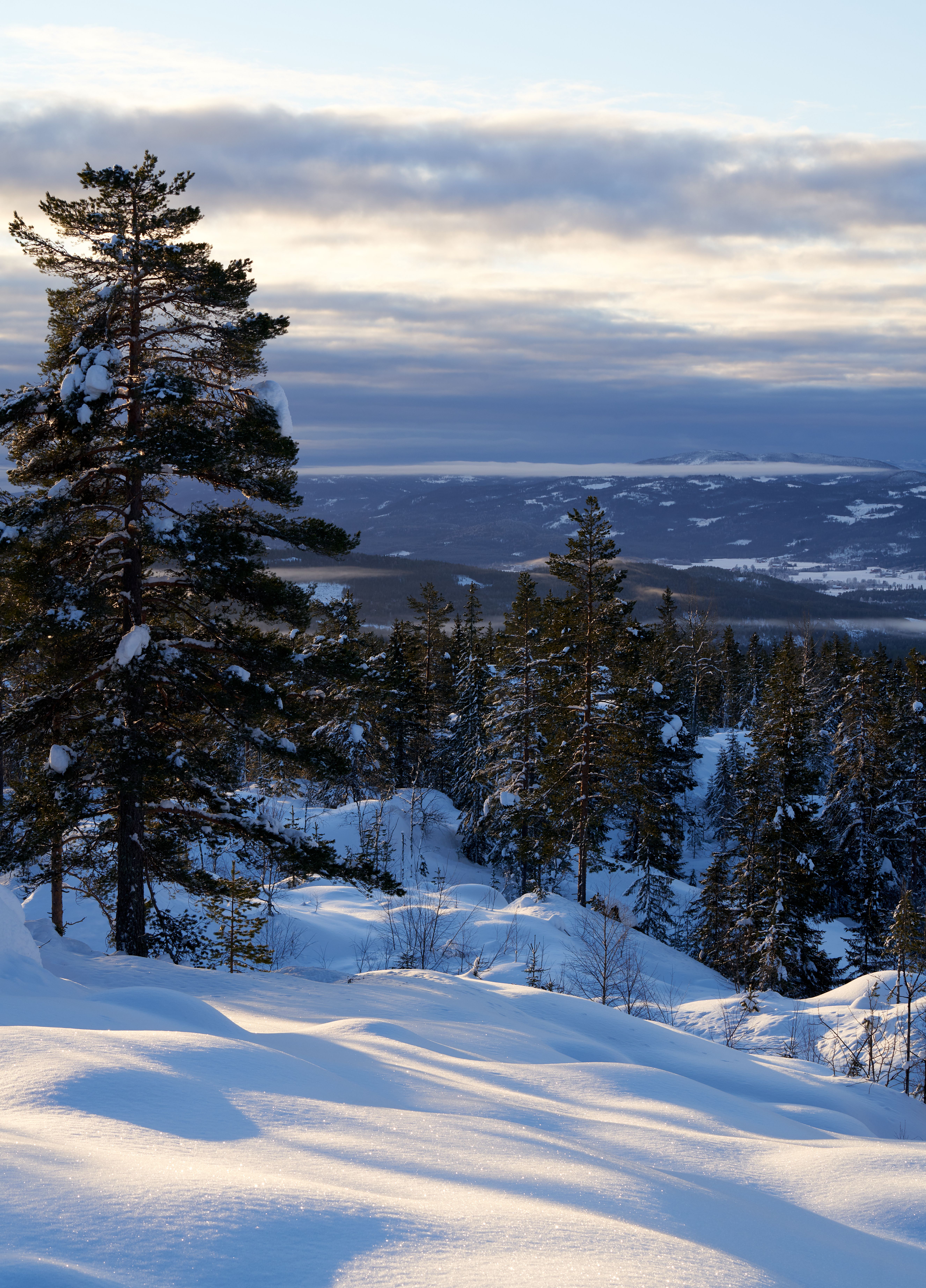 Green Trees During Winter Season · Free Stock Photo