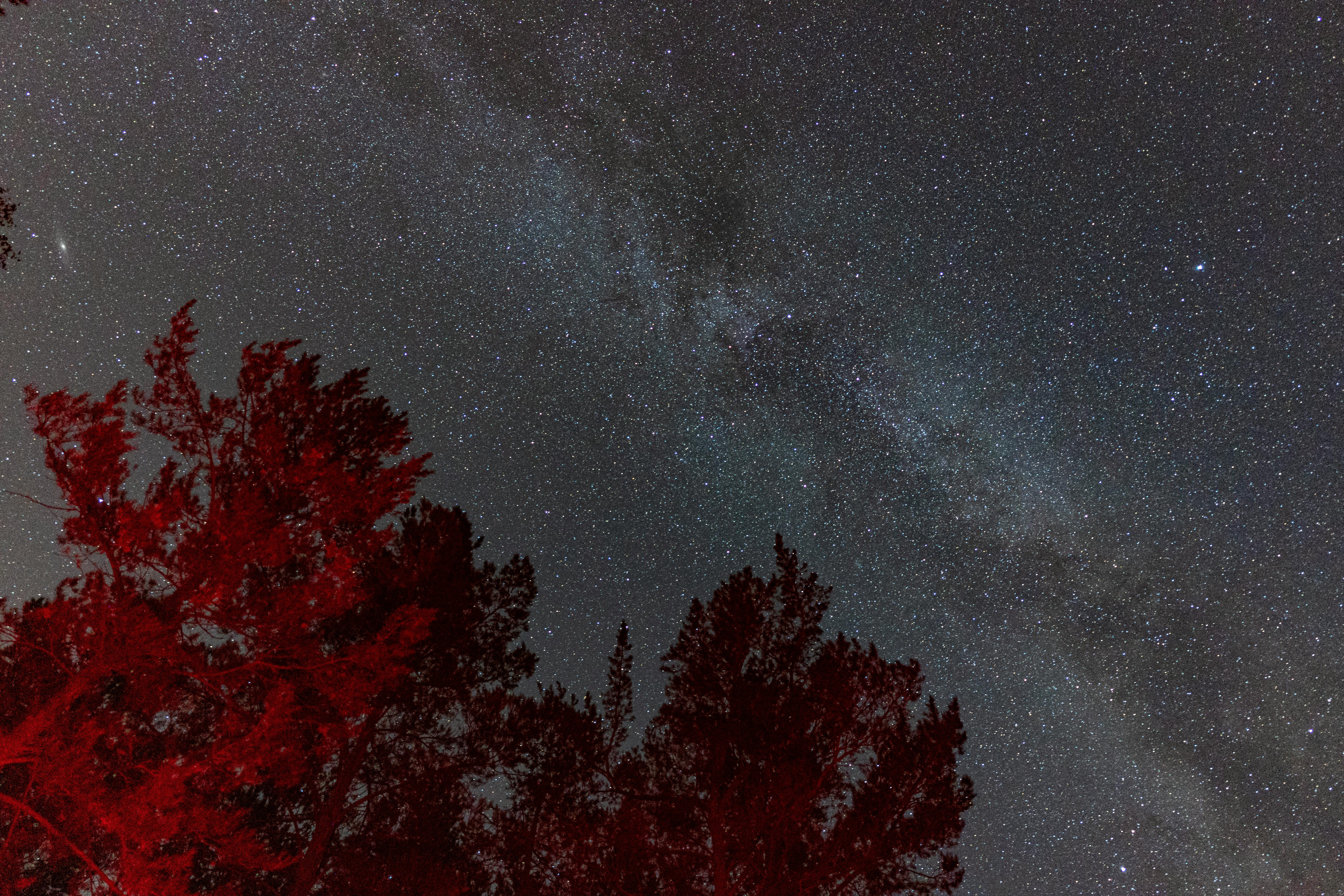 Red Leaves of Tree Under the Starry Sky · Free Stock Photo