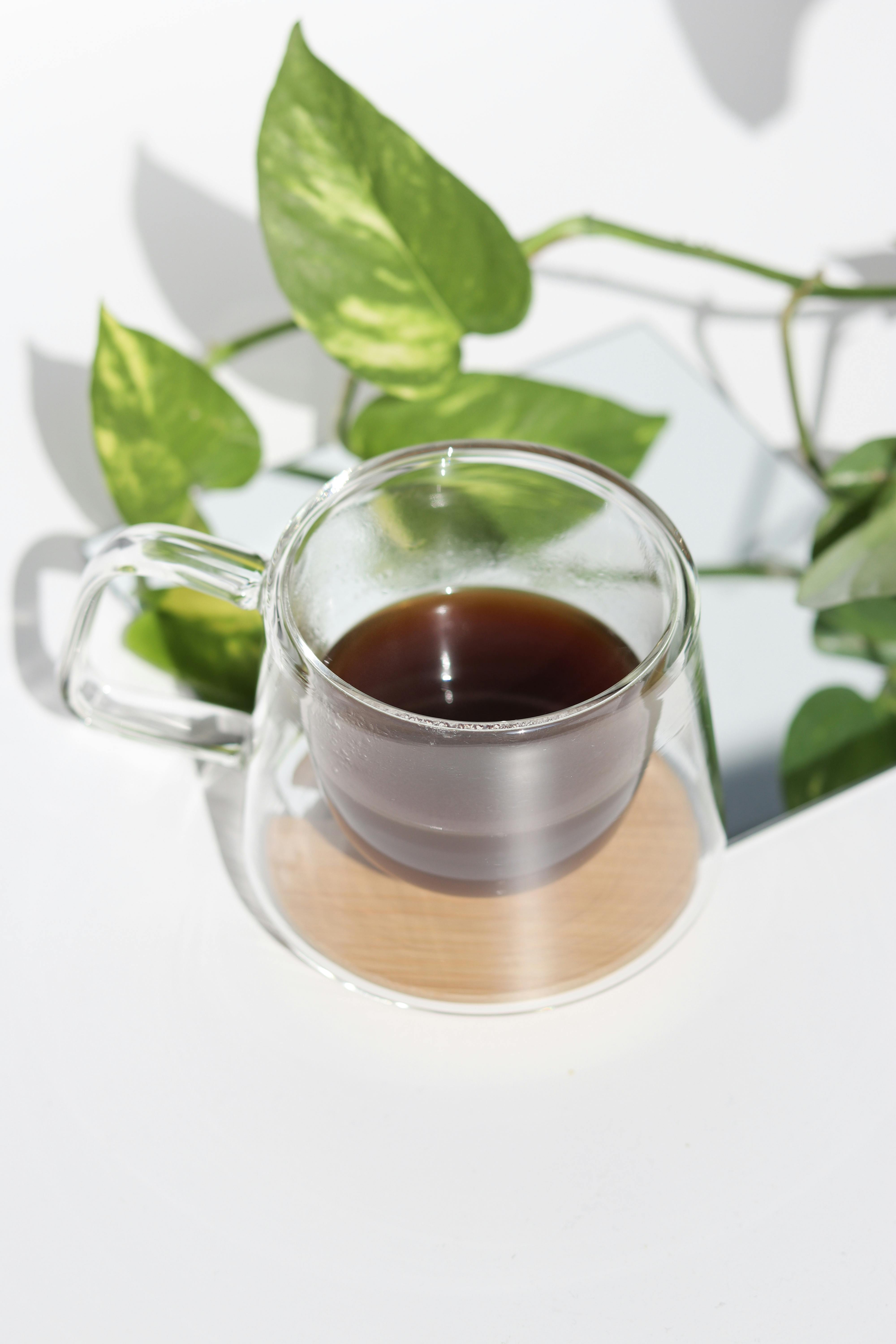 Pothos Photos, Download The BEST Free Pothos Stock Photos & HD Images