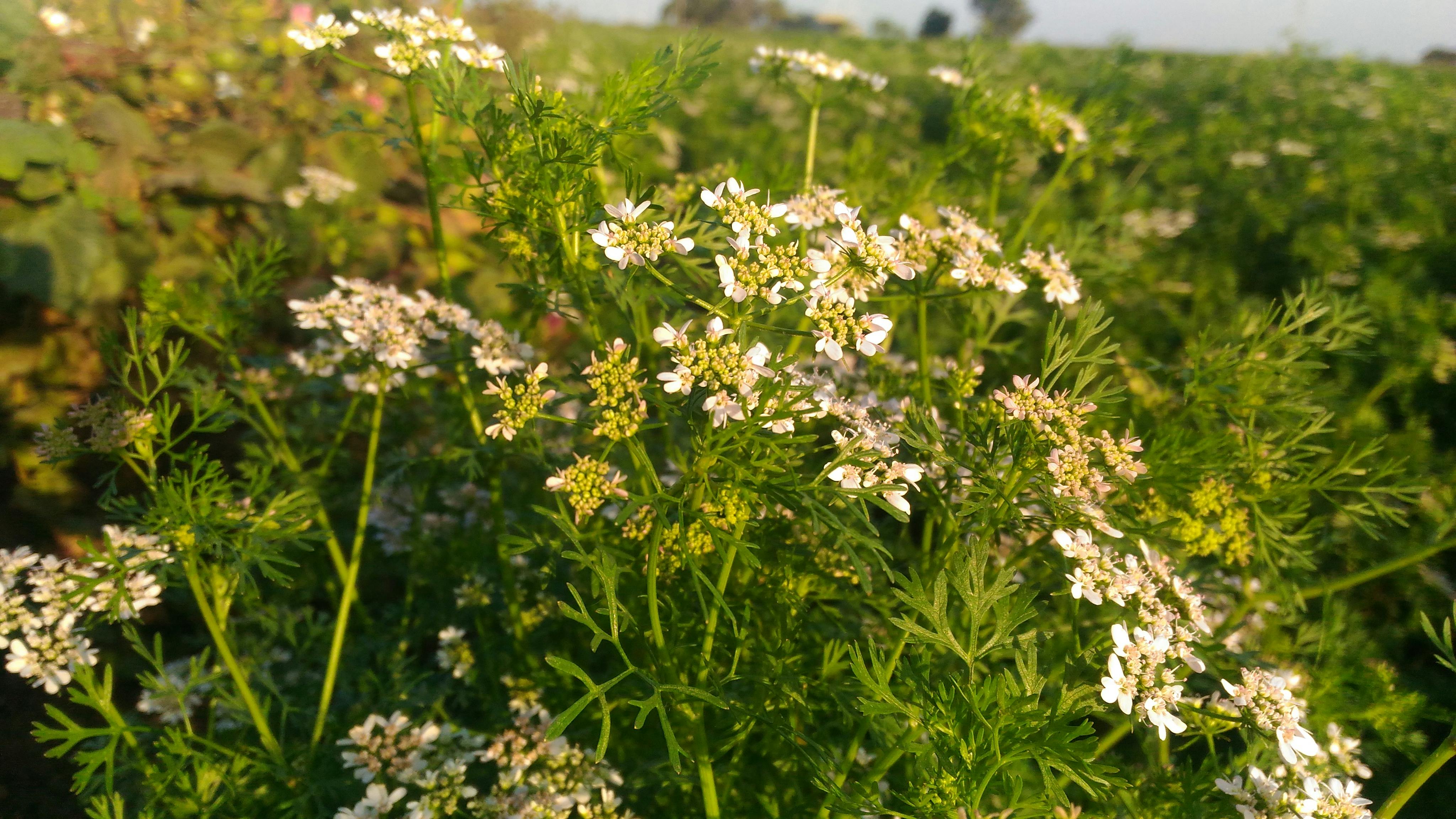 Free stock photo of colorful, grass, green grass