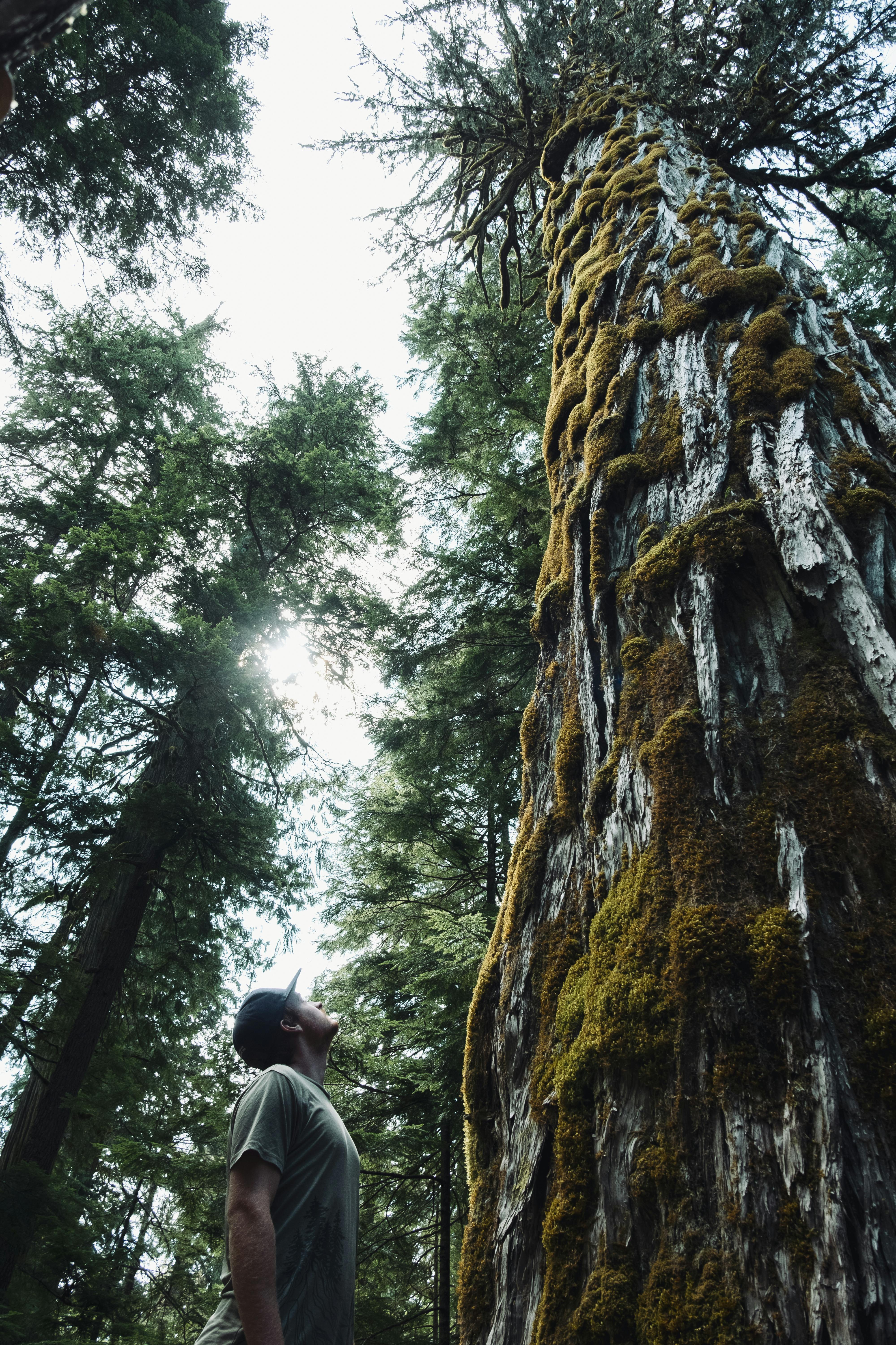 A Man Looking Up at Tall Mossy Tree · Free Stock Photo