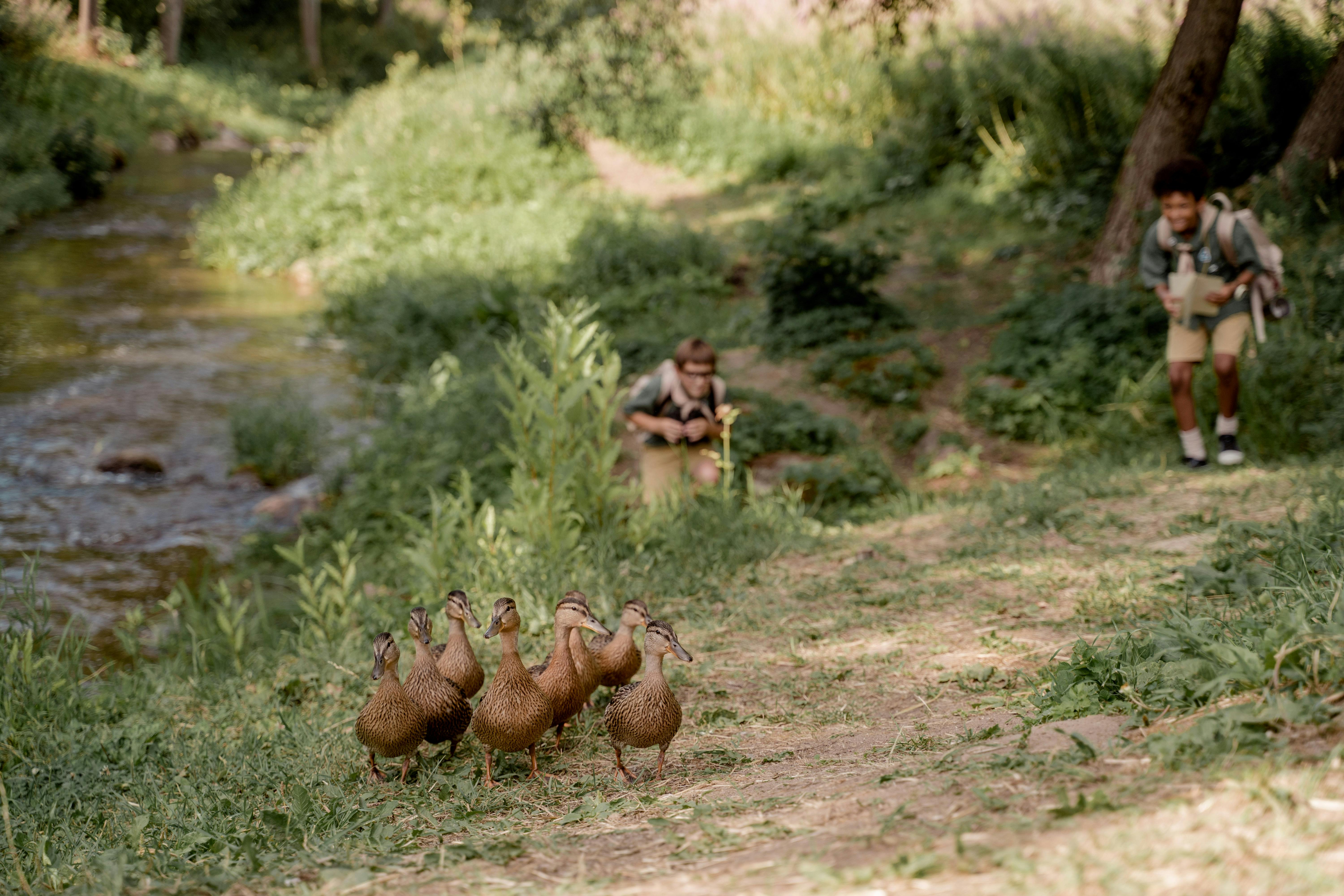Forest Stream Birds Photos, Download The BEST Free Forest Stream Birds ...