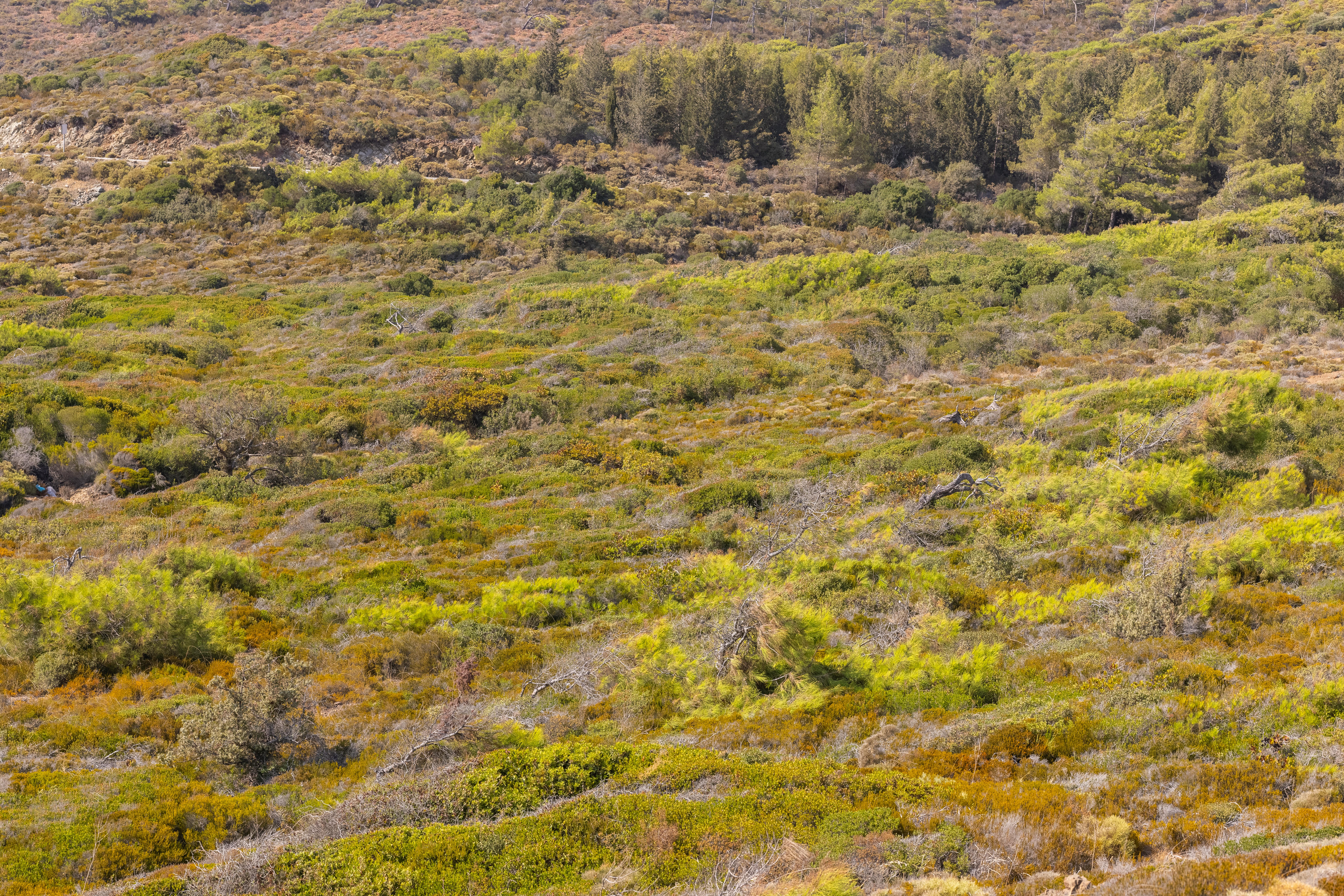 Birds Eye View of a Verdant Landscape · Free Stock Photo