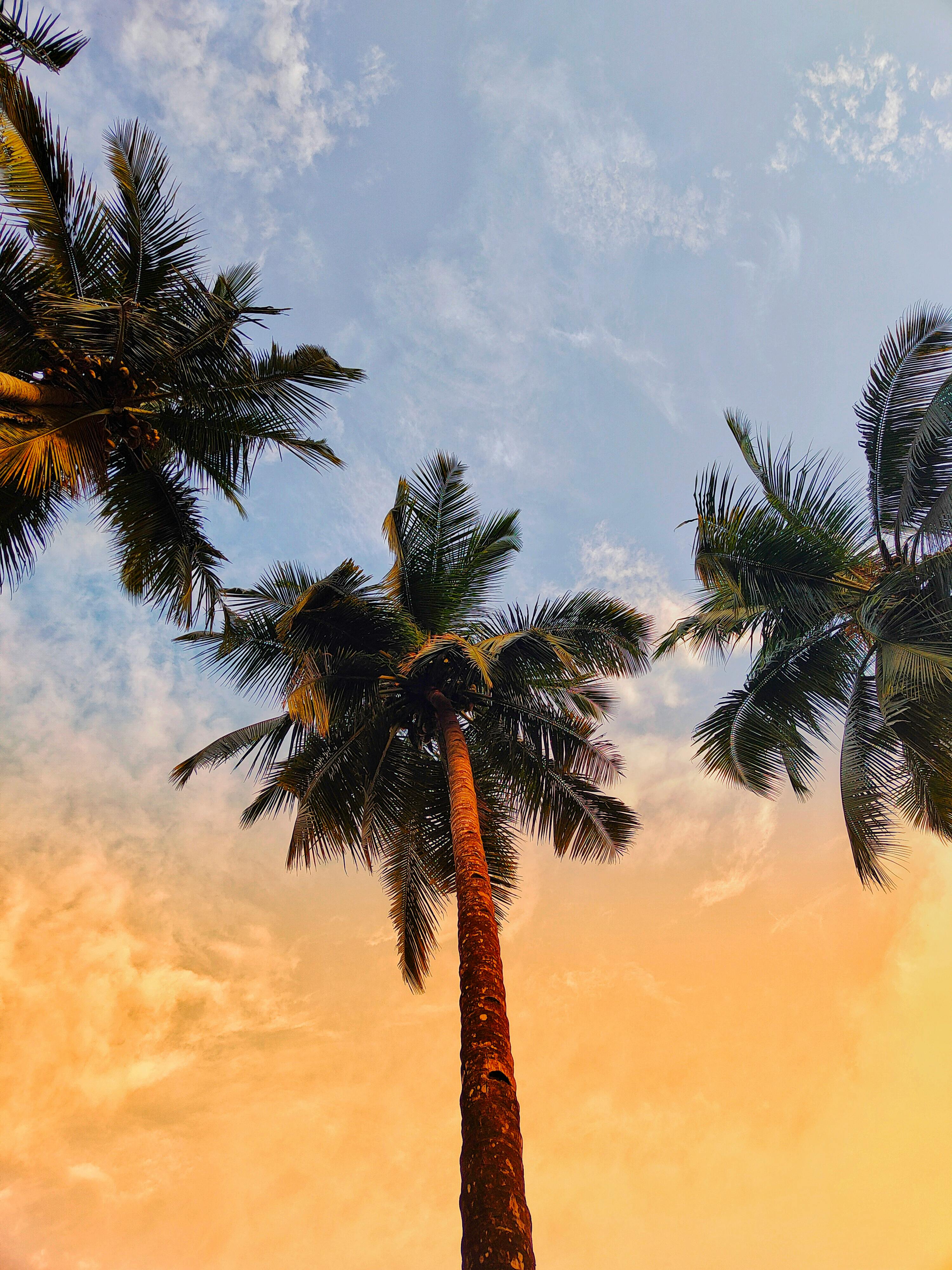 Low angle Shot of Tall Palm Trees · Free Stock Photo