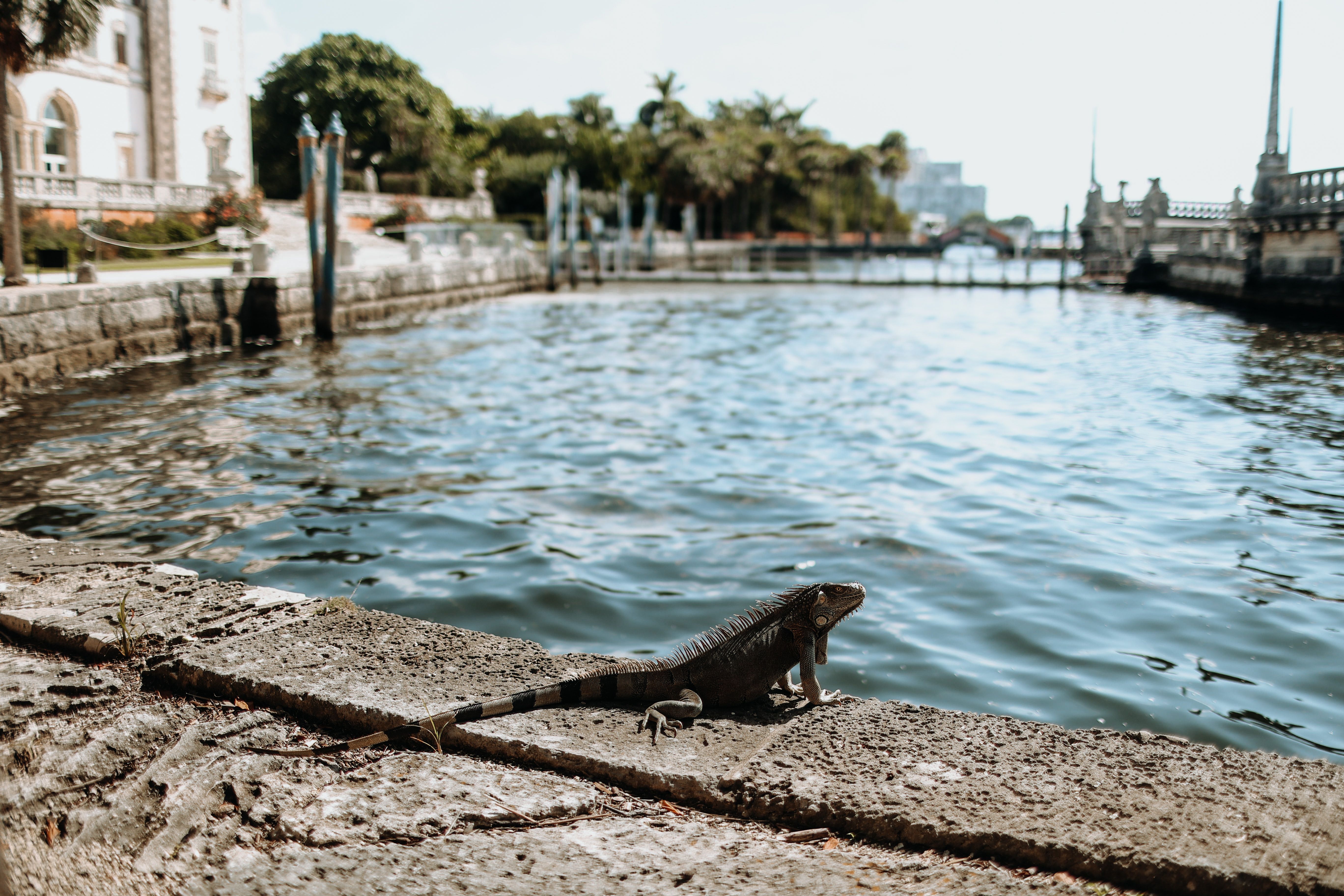 Photograph of an Iguana Near Water · Free Stock Photo