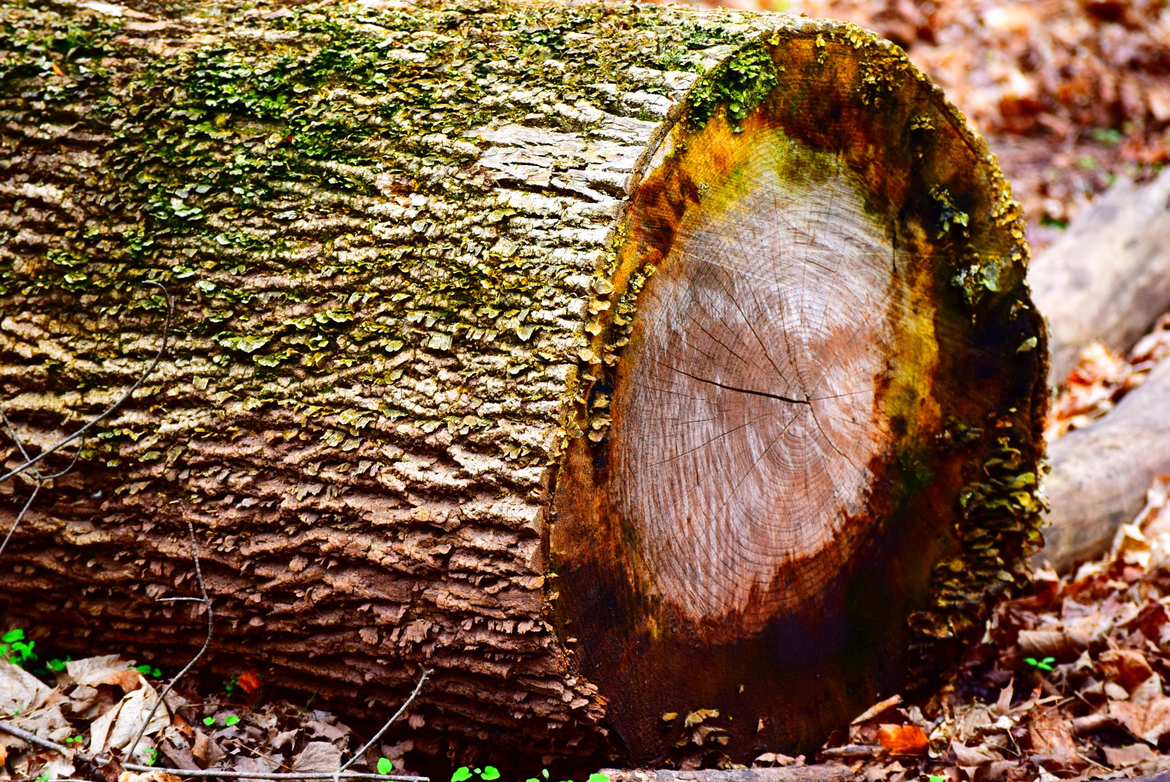 free-stock-photo-of-wood-wooden-logs