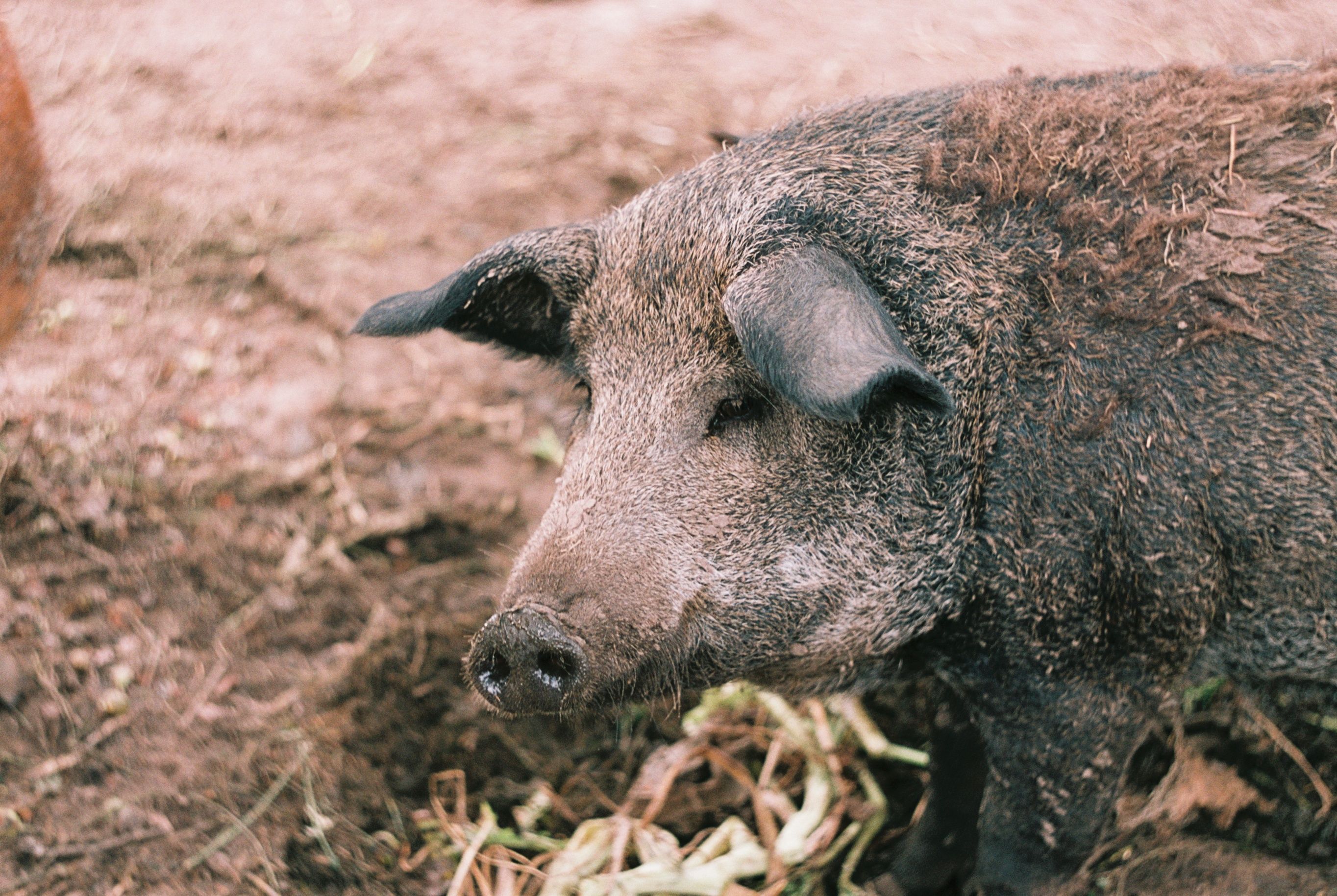 Close Up Shot of a Pig · Free Stock Photo