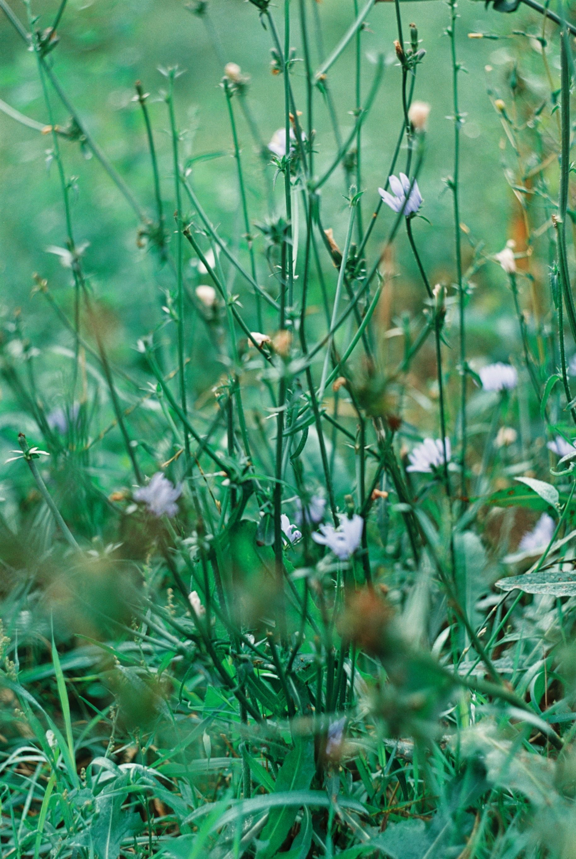 Close Up Photo of Wild Grass · Free Stock Photo