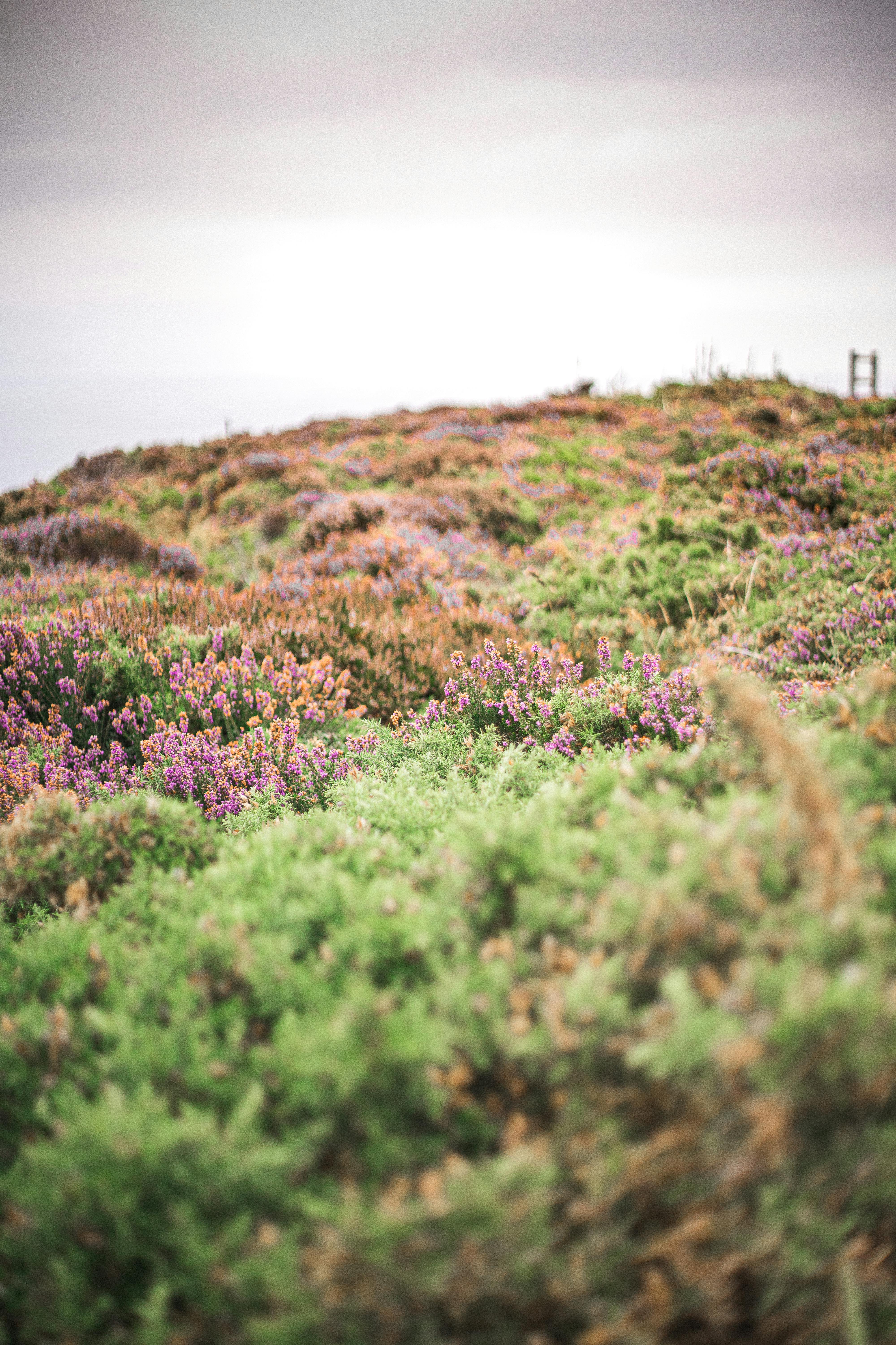 A Field of Calluna Flowers · Free Stock Photo