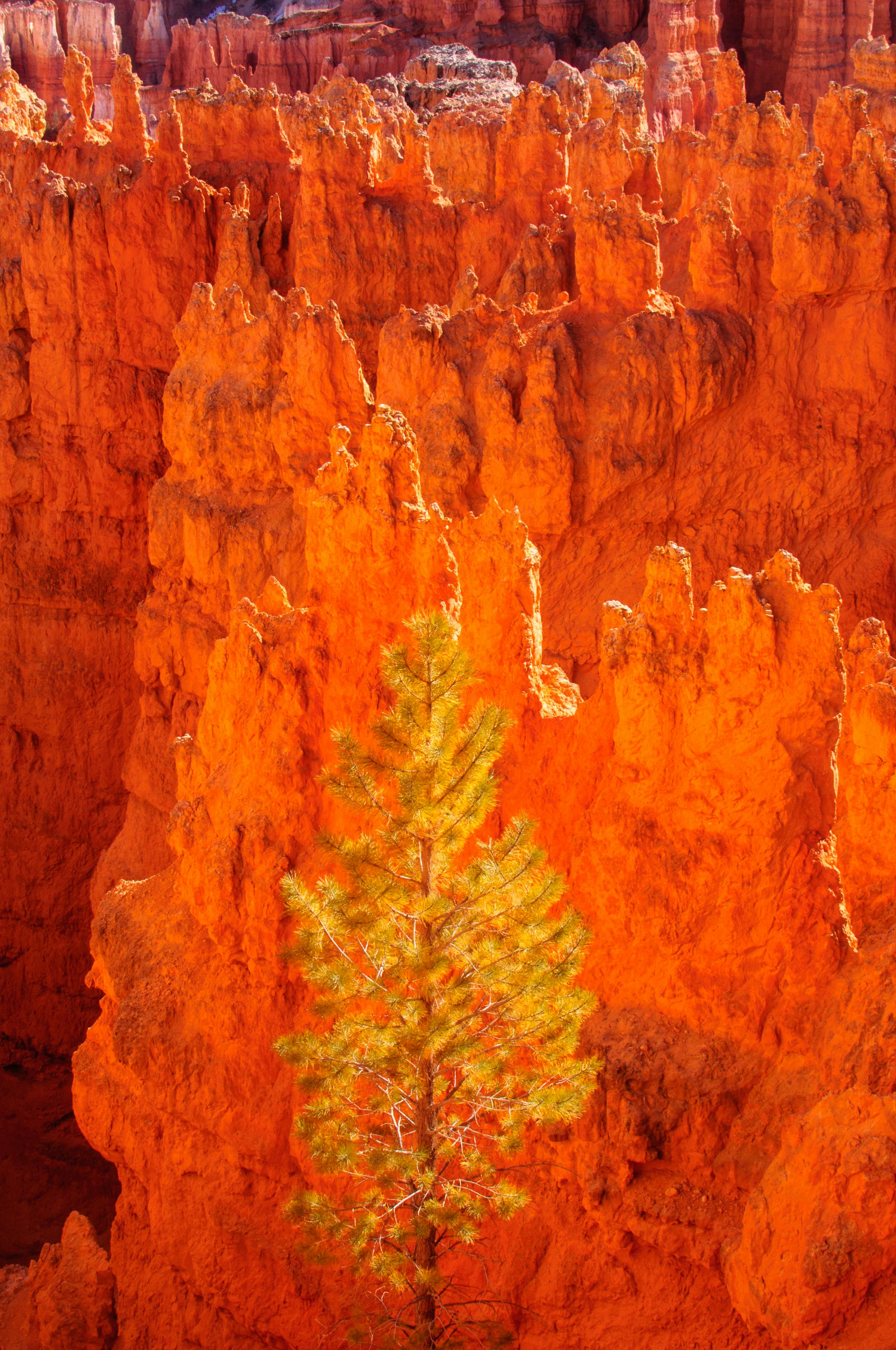 Green Tree Near the Orange Rock Formation · Free Stock Photo