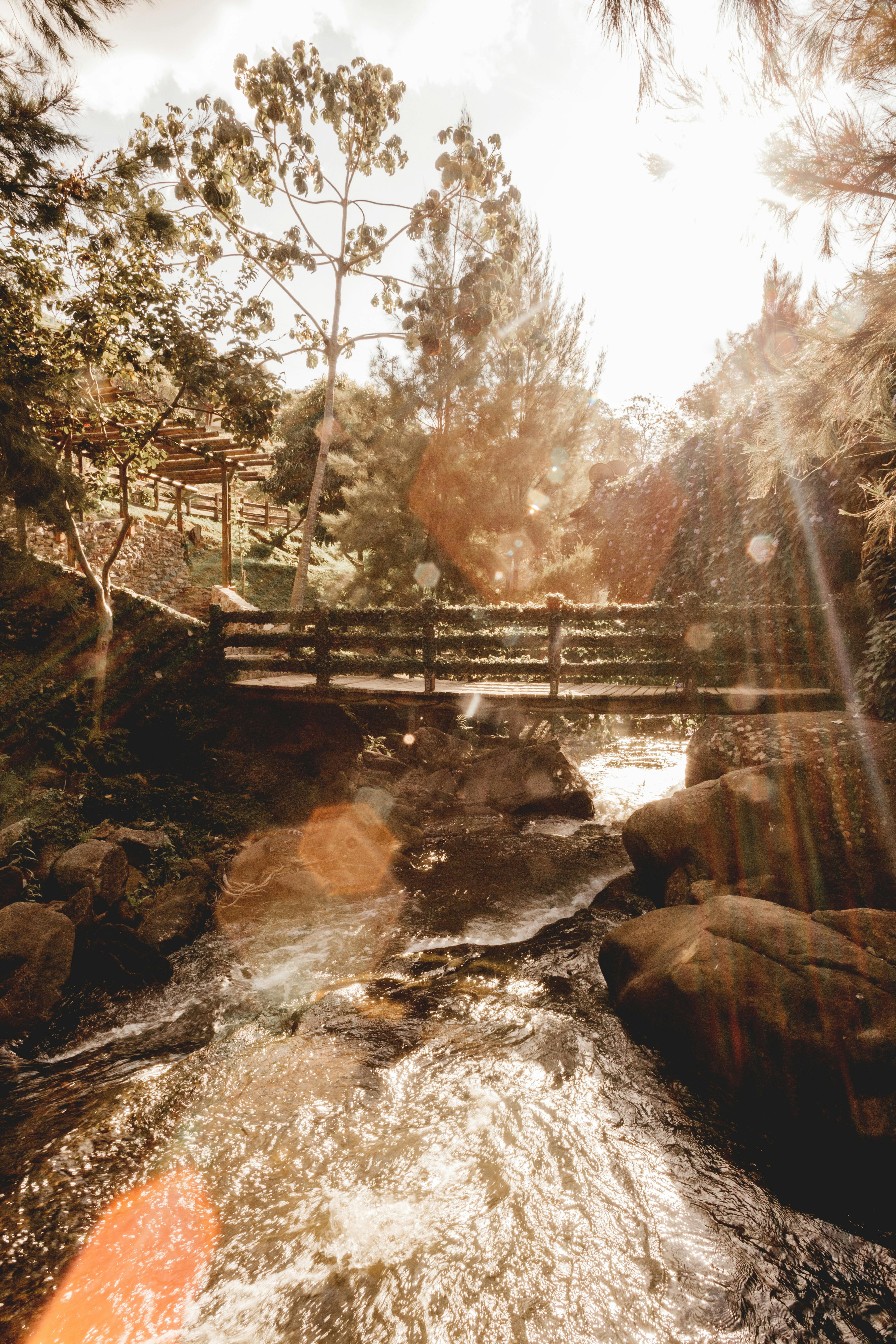 Photo Of Forest During Dawn · Free Stock Photo