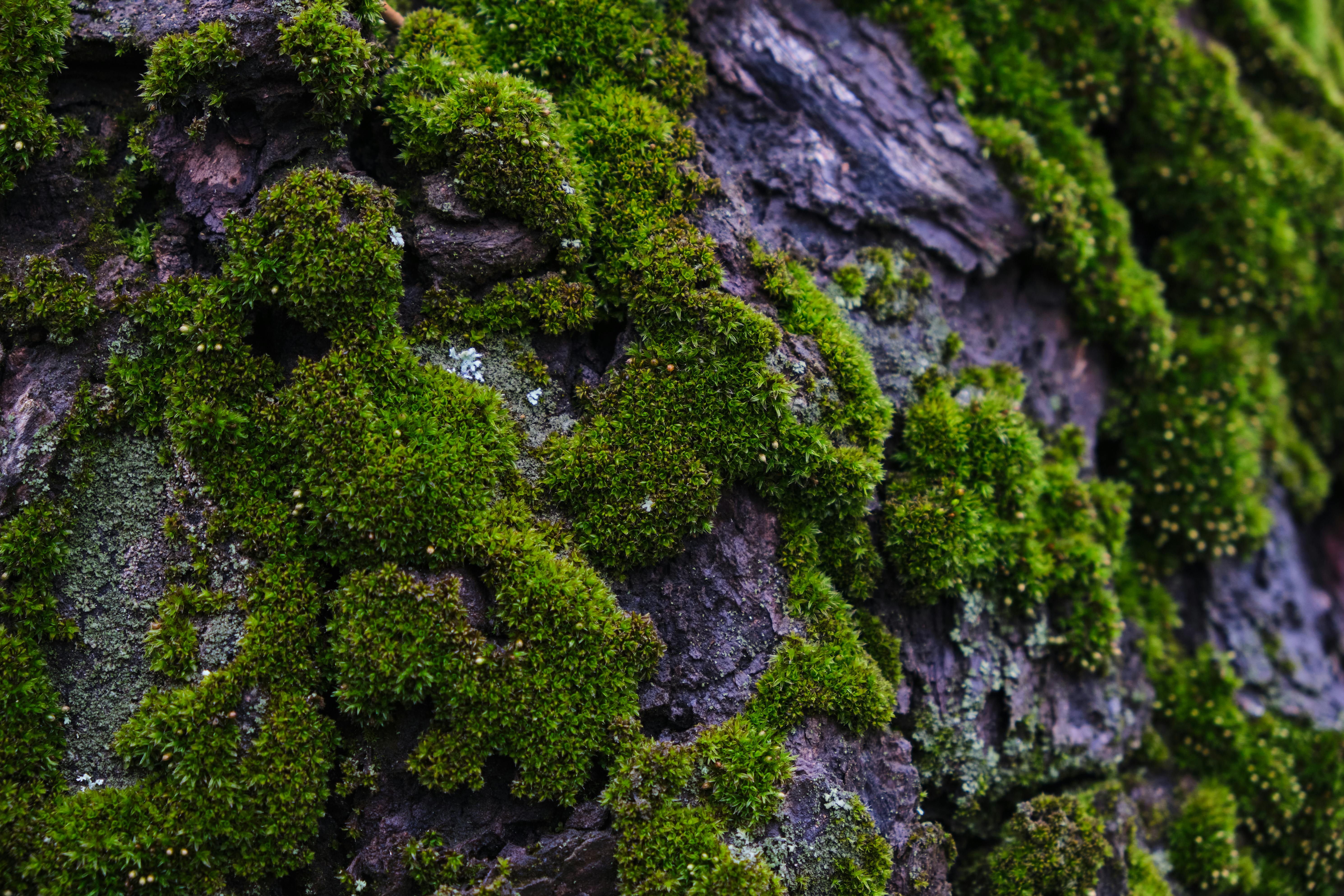 Green Moss on Gray Surface · Free Stock Photo