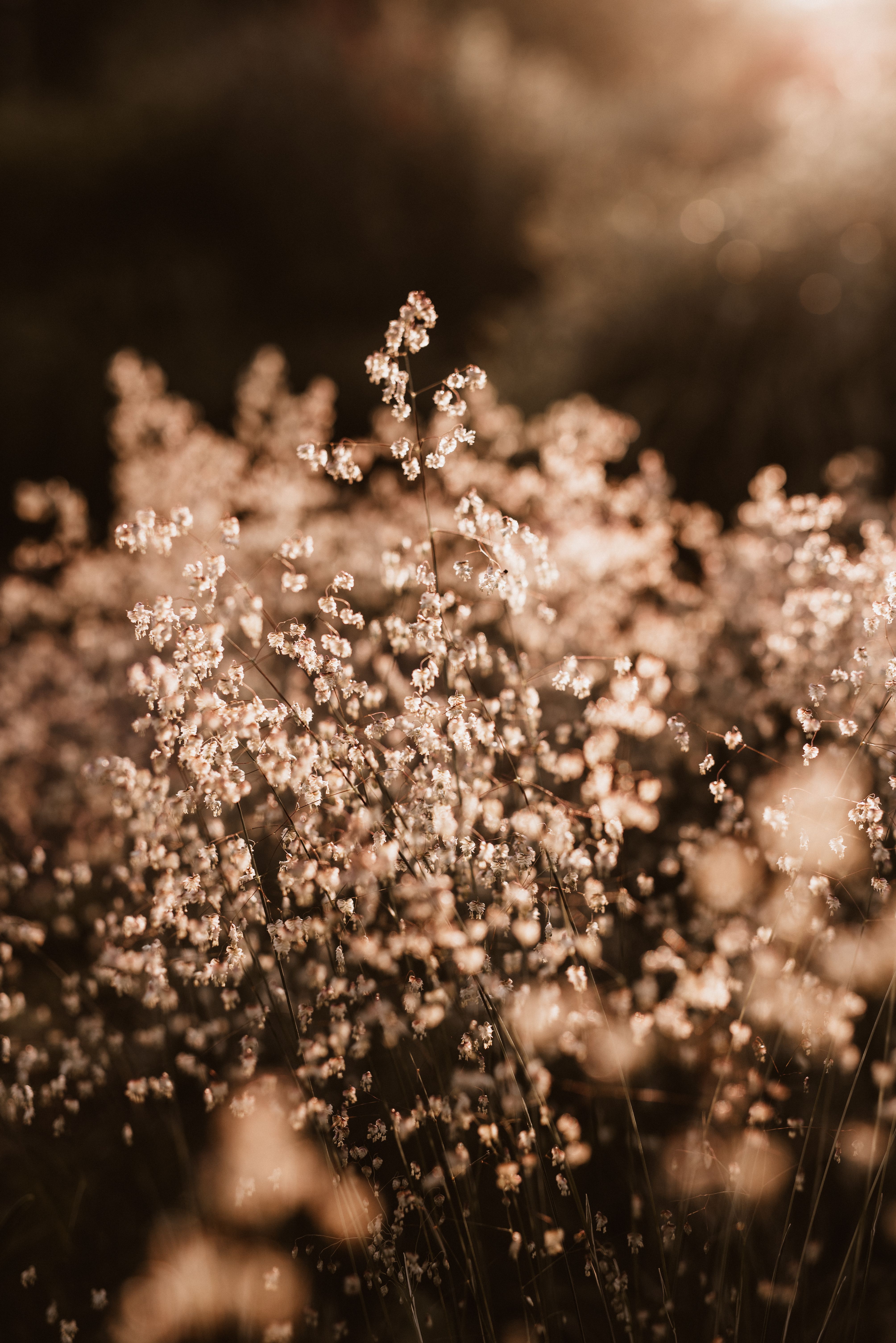 Blooming Common Baby's-Breath Flowers · Free Stock Photo