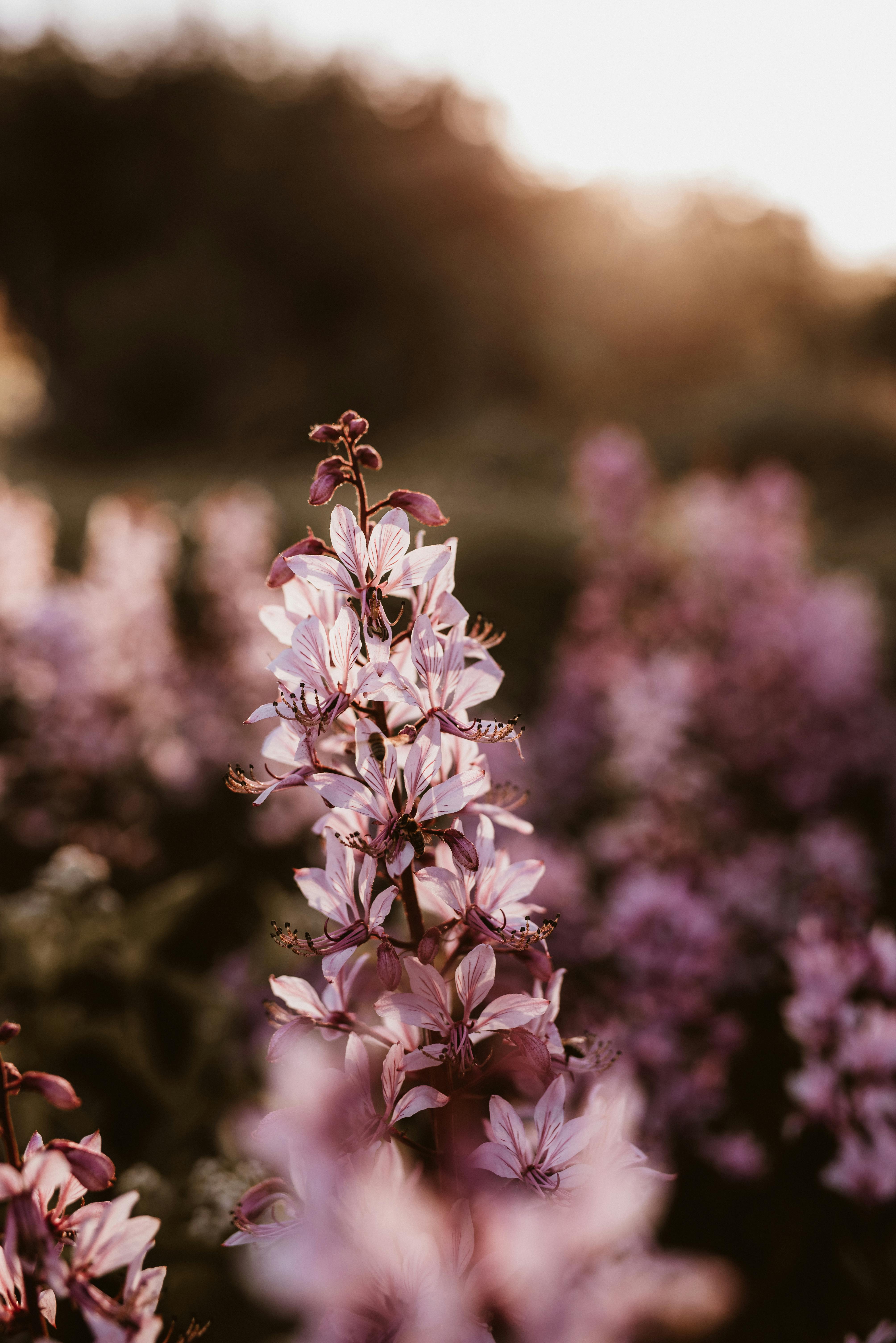 Close up of Flower · Free Stock Photo