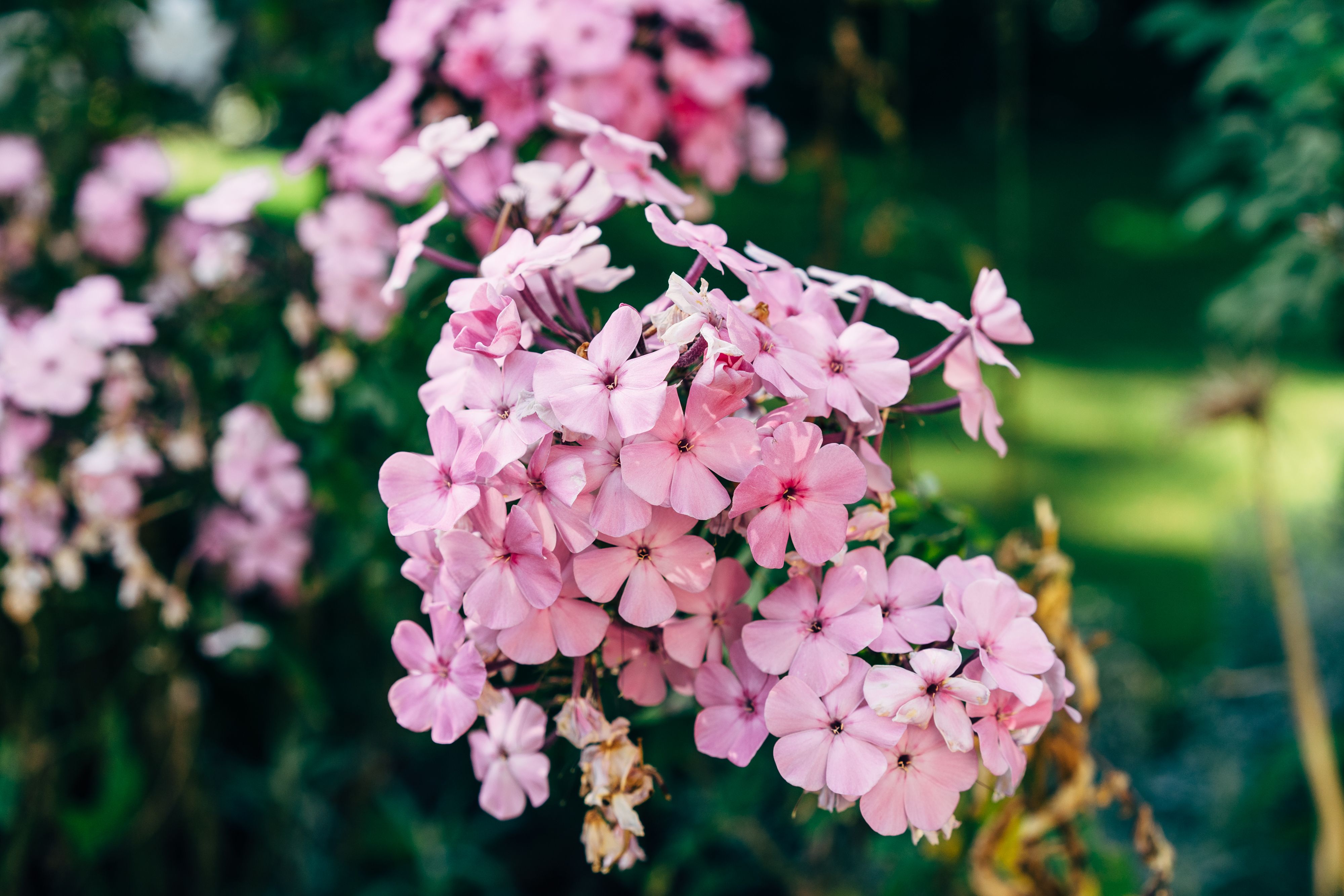 Muraya Paniculata Photos, Download The BEST Free Muraya Paniculata ...
