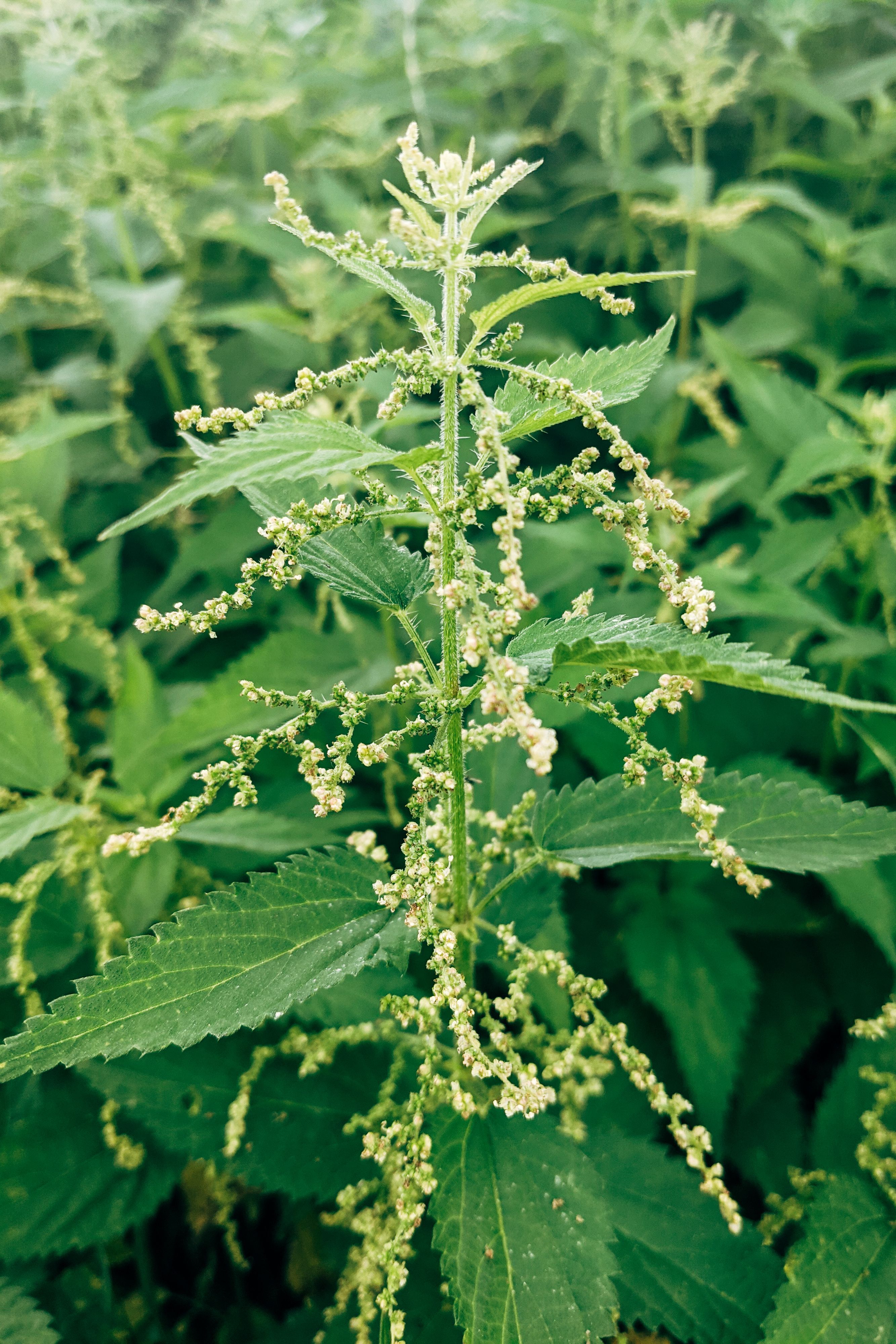 25+ Best Free Nettle Stock Photos & Images · 100% Royalty-Free HD Downloads