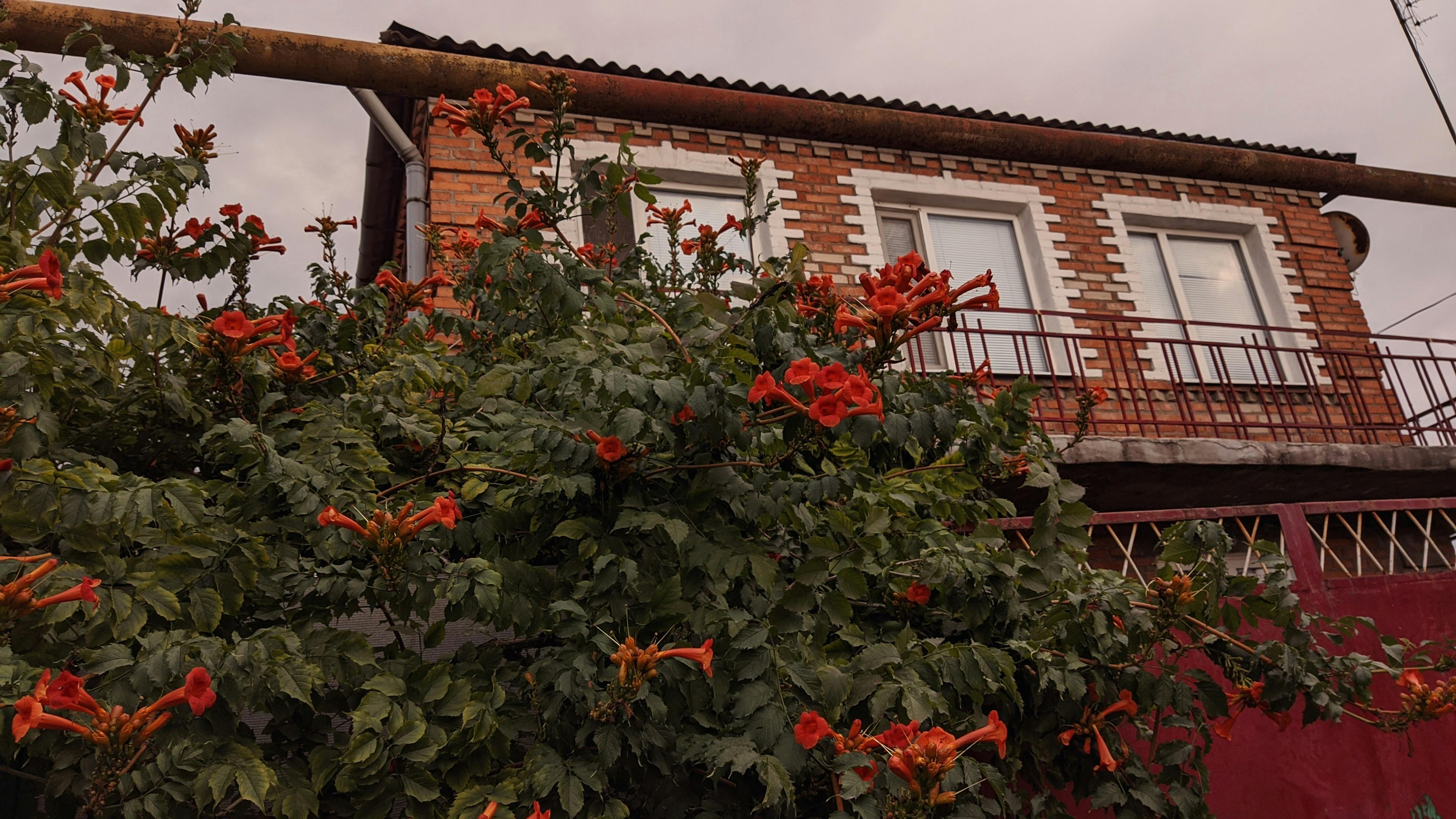 Ally Rossさんが収集したhouses, gates, fences, parts of the houseの47件の写真と動画