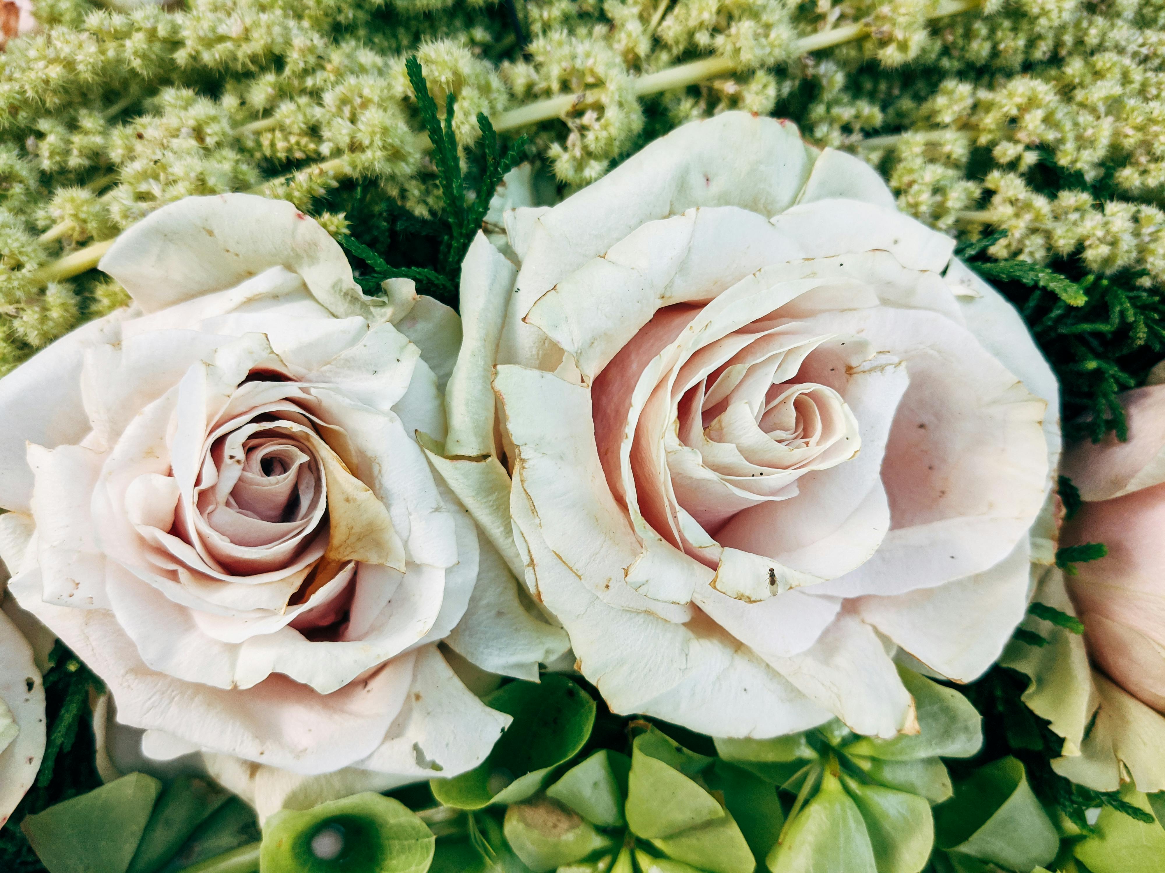 Photo of White Roses in Bloom · Free Stock Photo