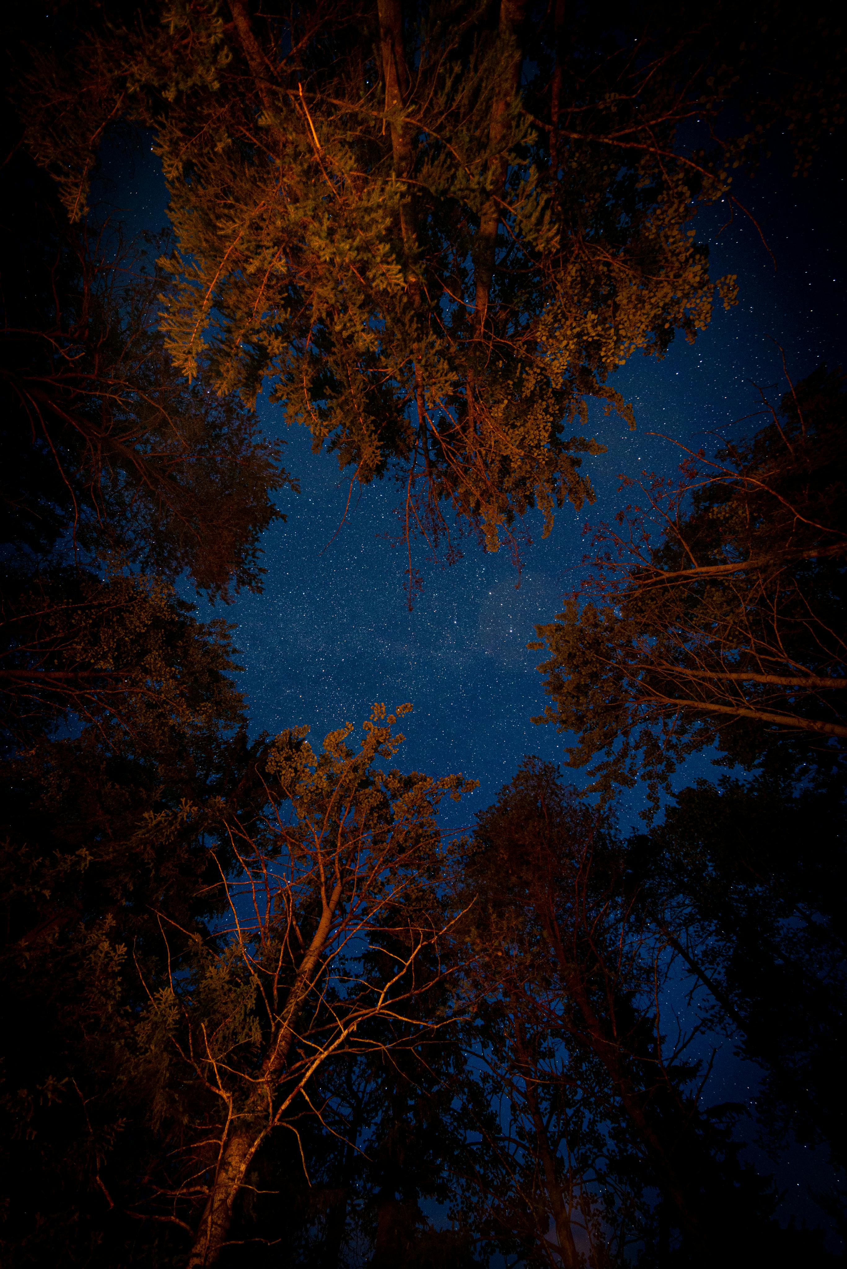 Silhouette of Trees During Night Time · Free Stock Photo