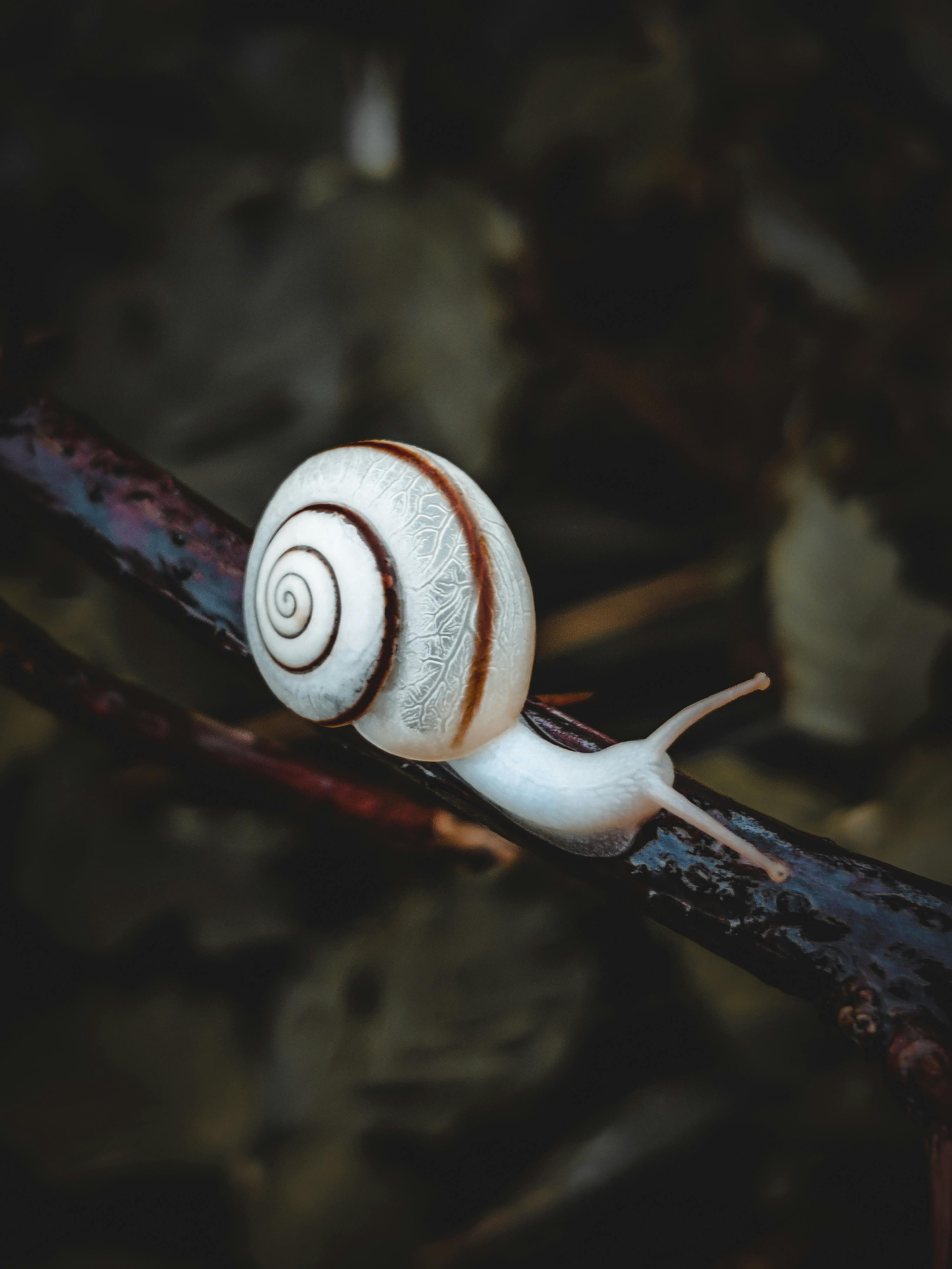 Habitat De Caracol Photos, Download The BEST Free Habitat De Caracol ...