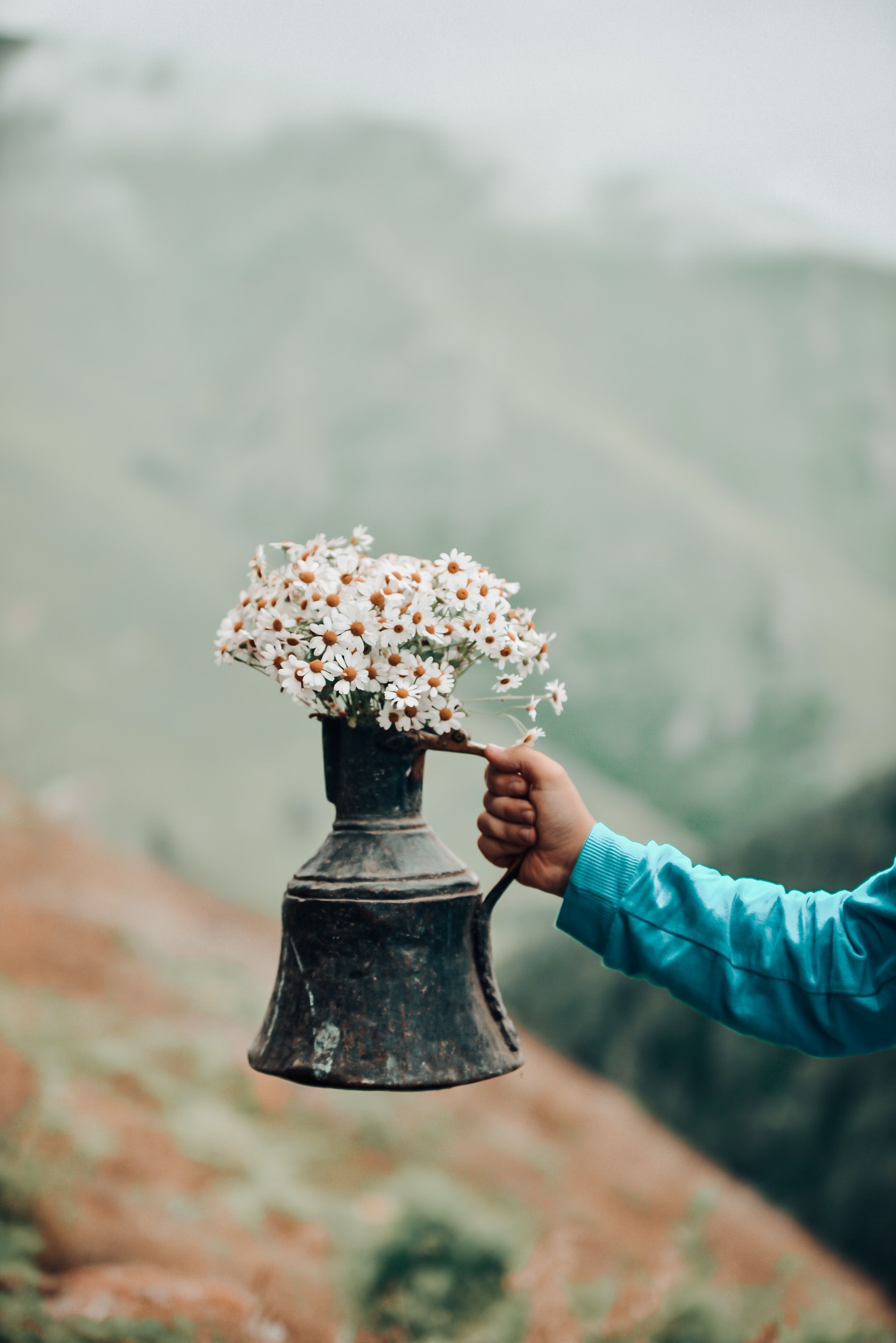 Angel's Breath Flowers in a Brown Round Bottom Flask · Free Stock Photo